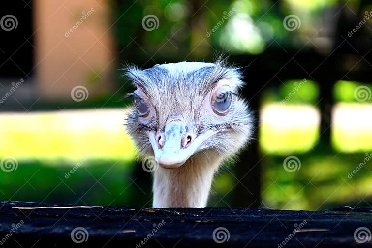 Rhea head stock image. Image of bird, details, common - 44151519