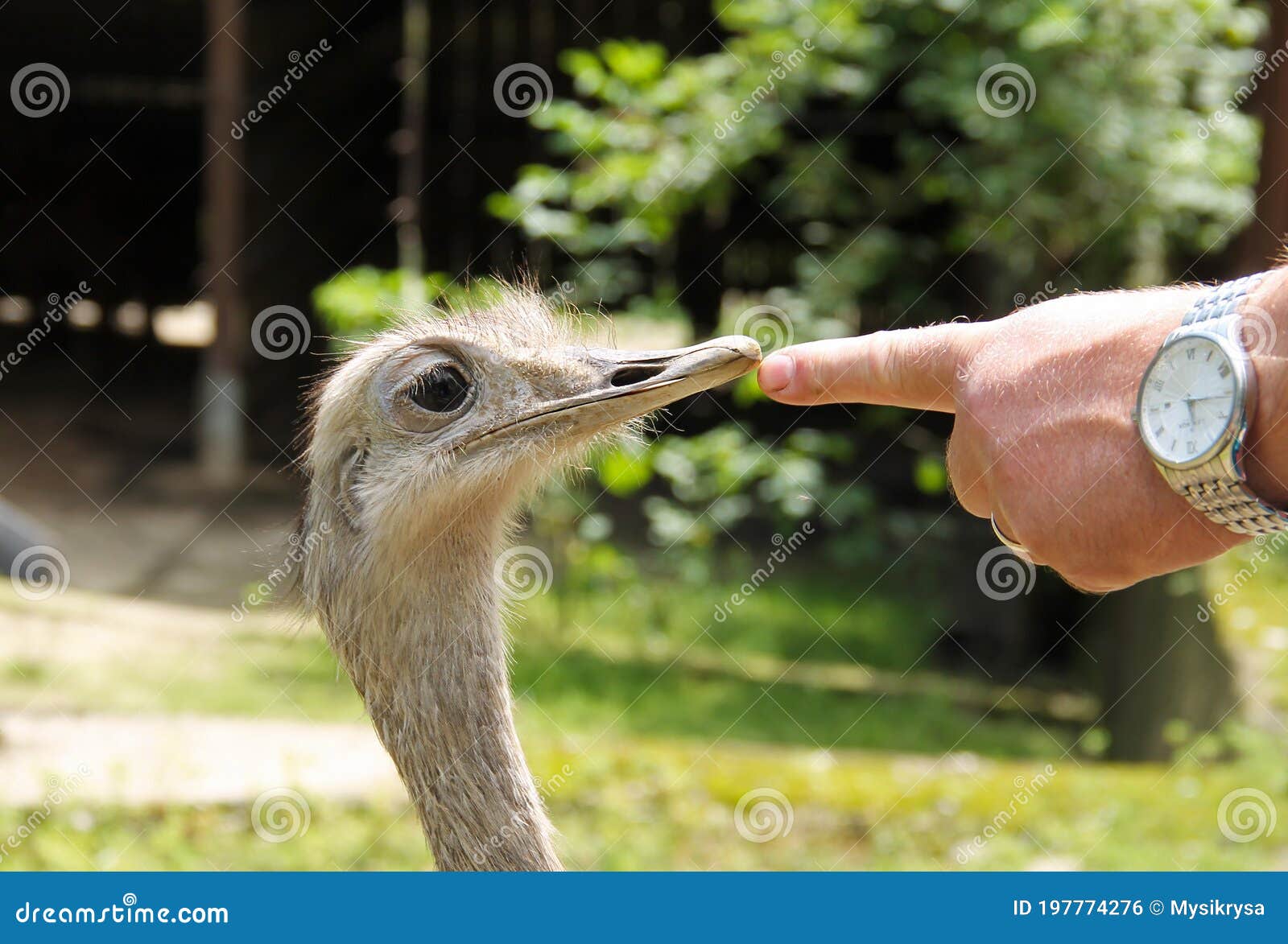 Rhea and human stock photo. Image of exotic, animal - 197774276