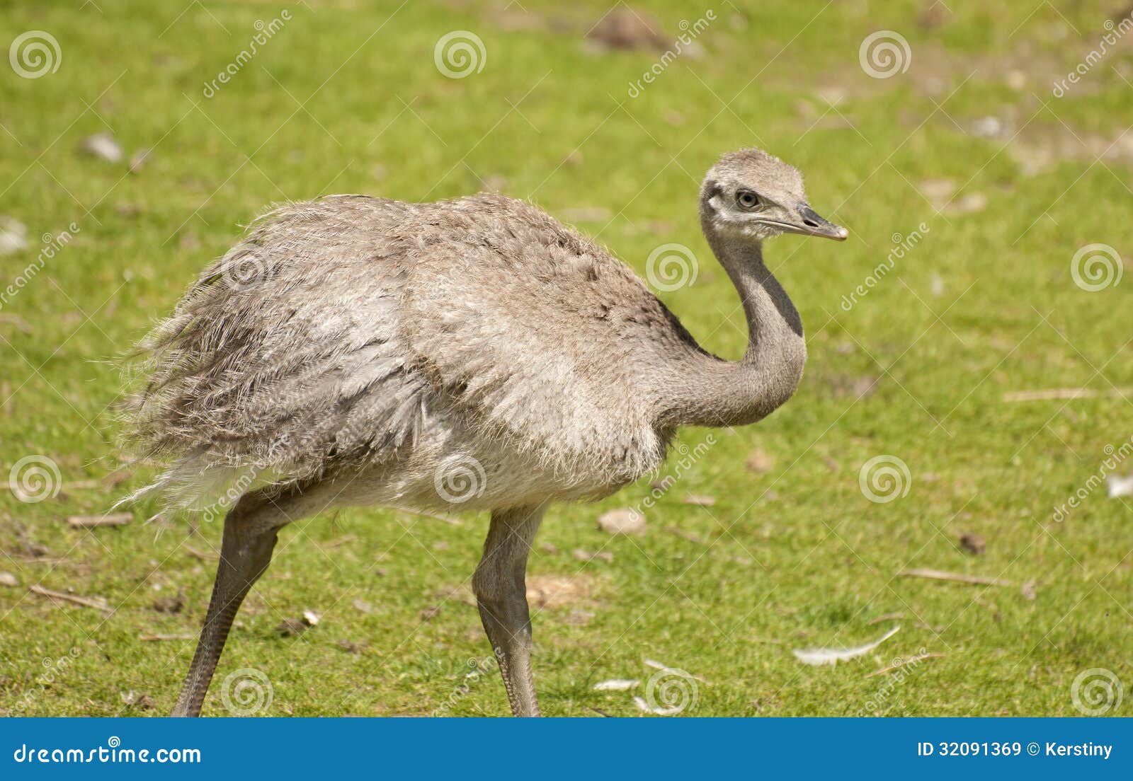Rhea stock image. Image of wild, lonf, rhea, natural - 32091369