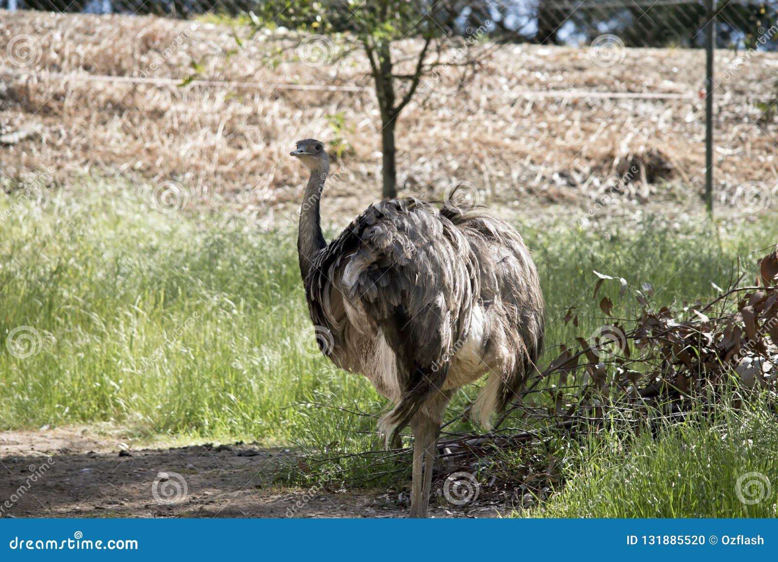 Rhea in field stock photo. Image of toes, wildlife, rhea - 131885520