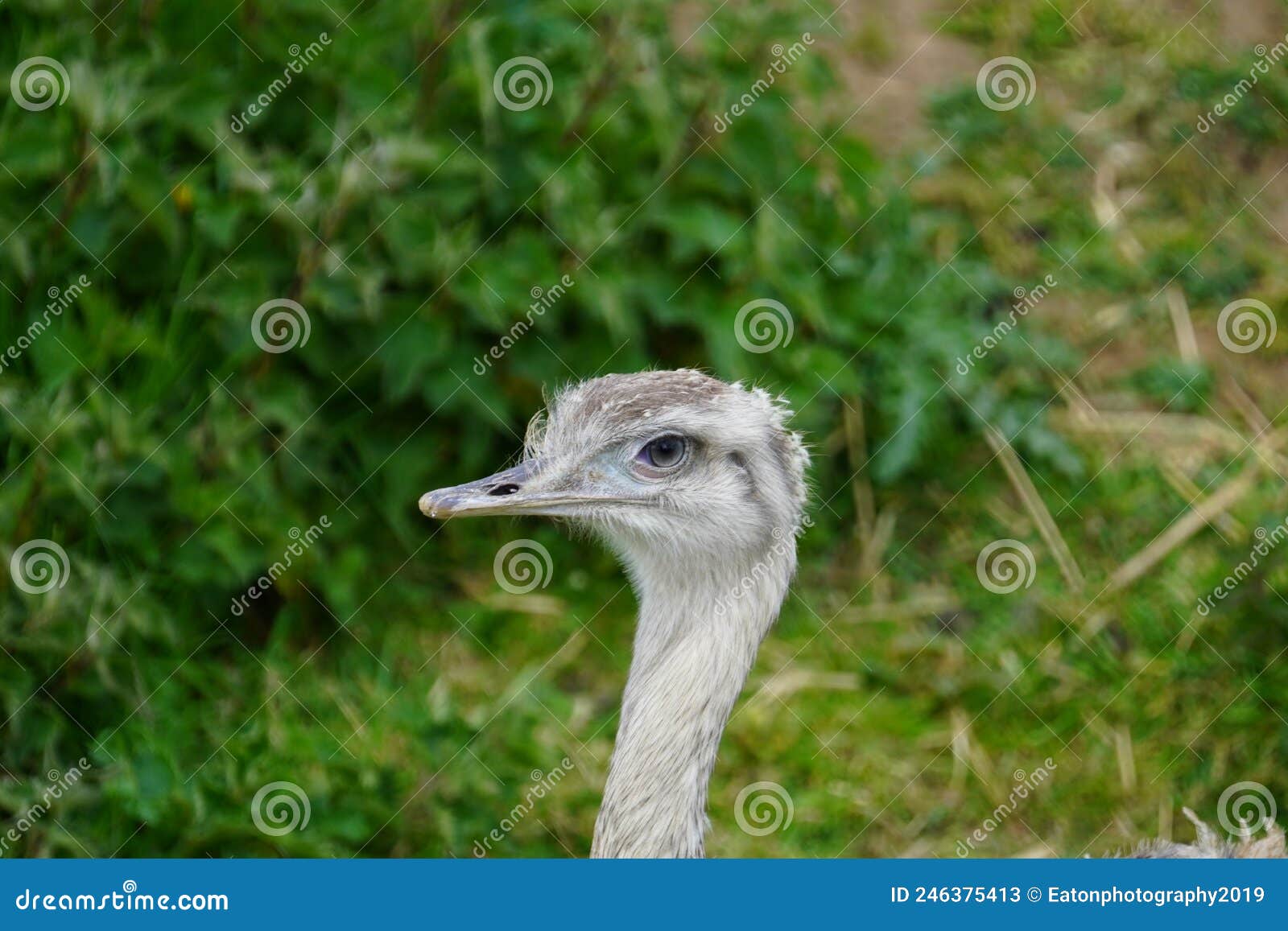 Rhea in the sun stock image. Image of cute, aves, nandus - 246375413