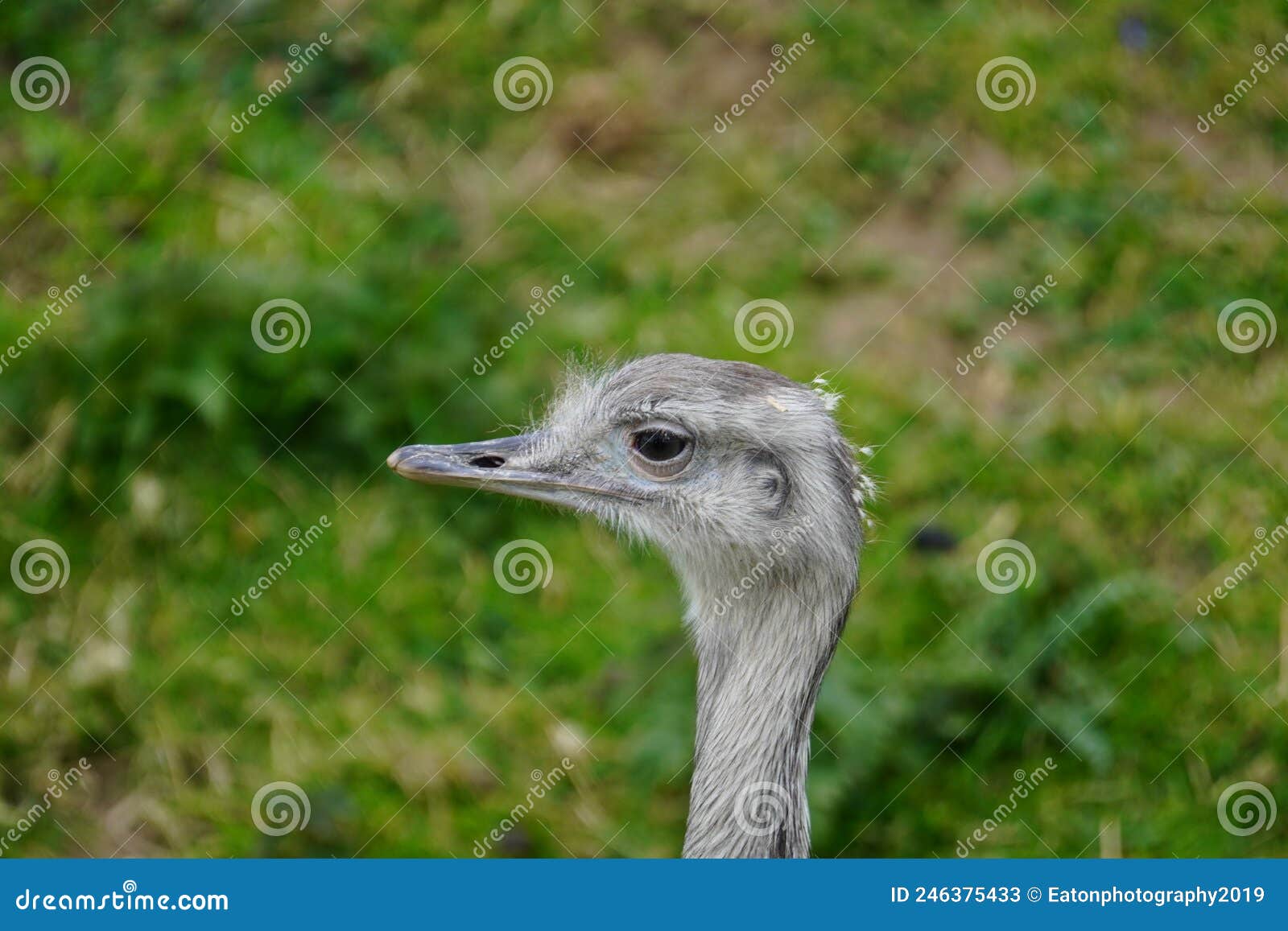 Rhea in the sun stock image. Image of nandus, cute, south - 246375433