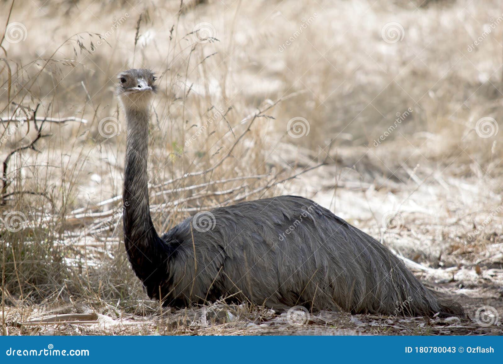 The Rhea is Lying on the Ground Resting Stock Image - Image of runner ...