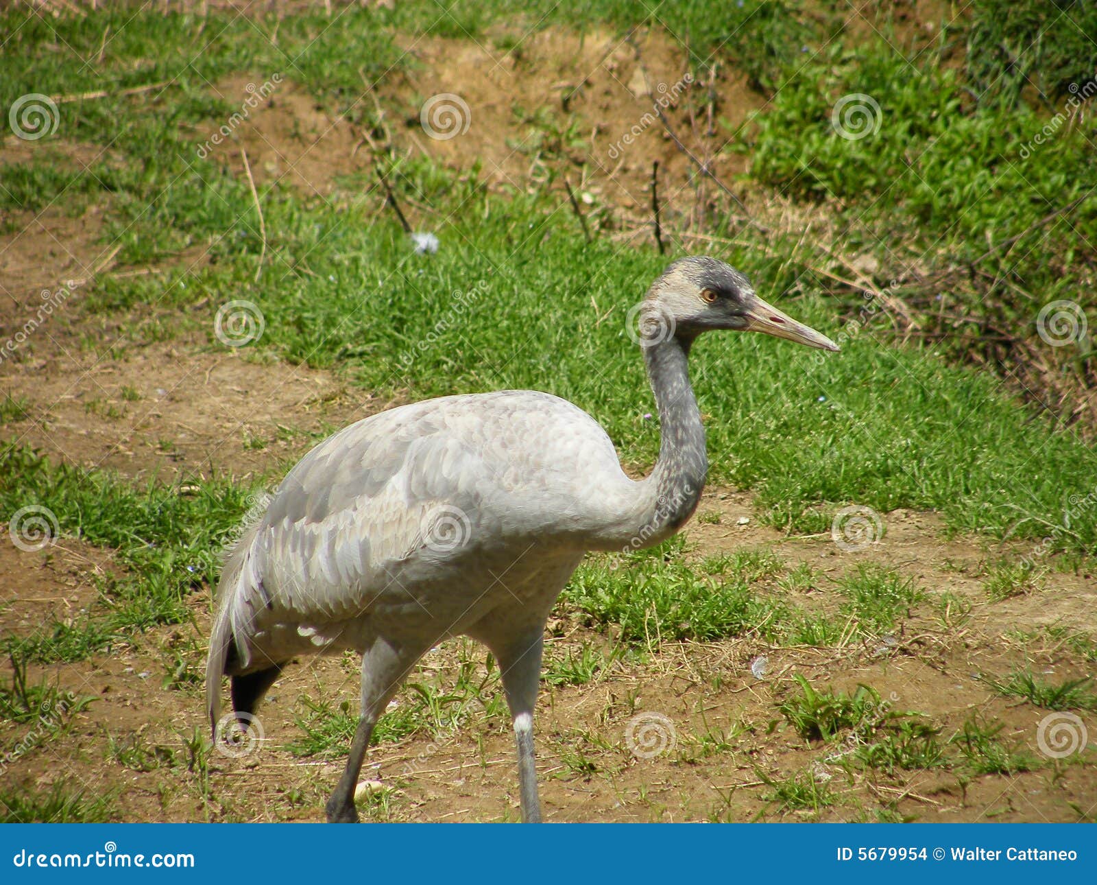 Rhea plus grande photo stock. Image du griffe, animaux - 5679954