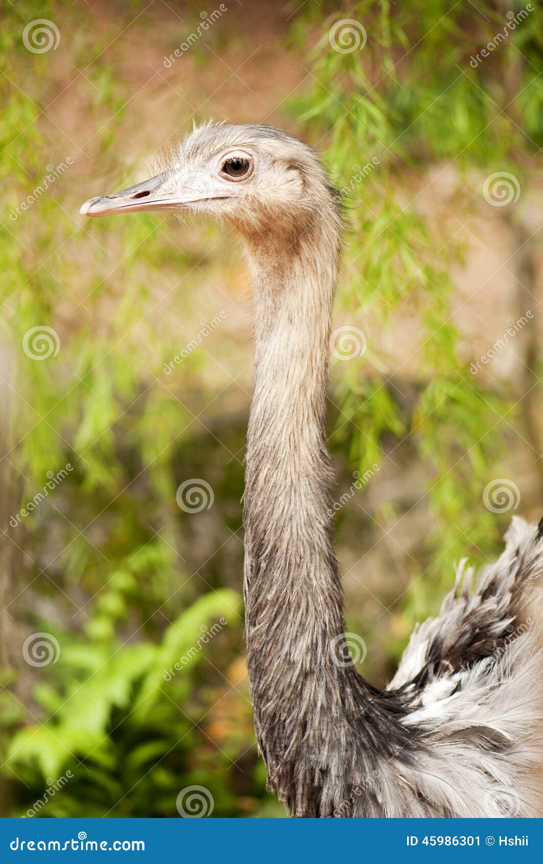 Rhea stock image. Image of look, plumage, nature, beak - 45986301