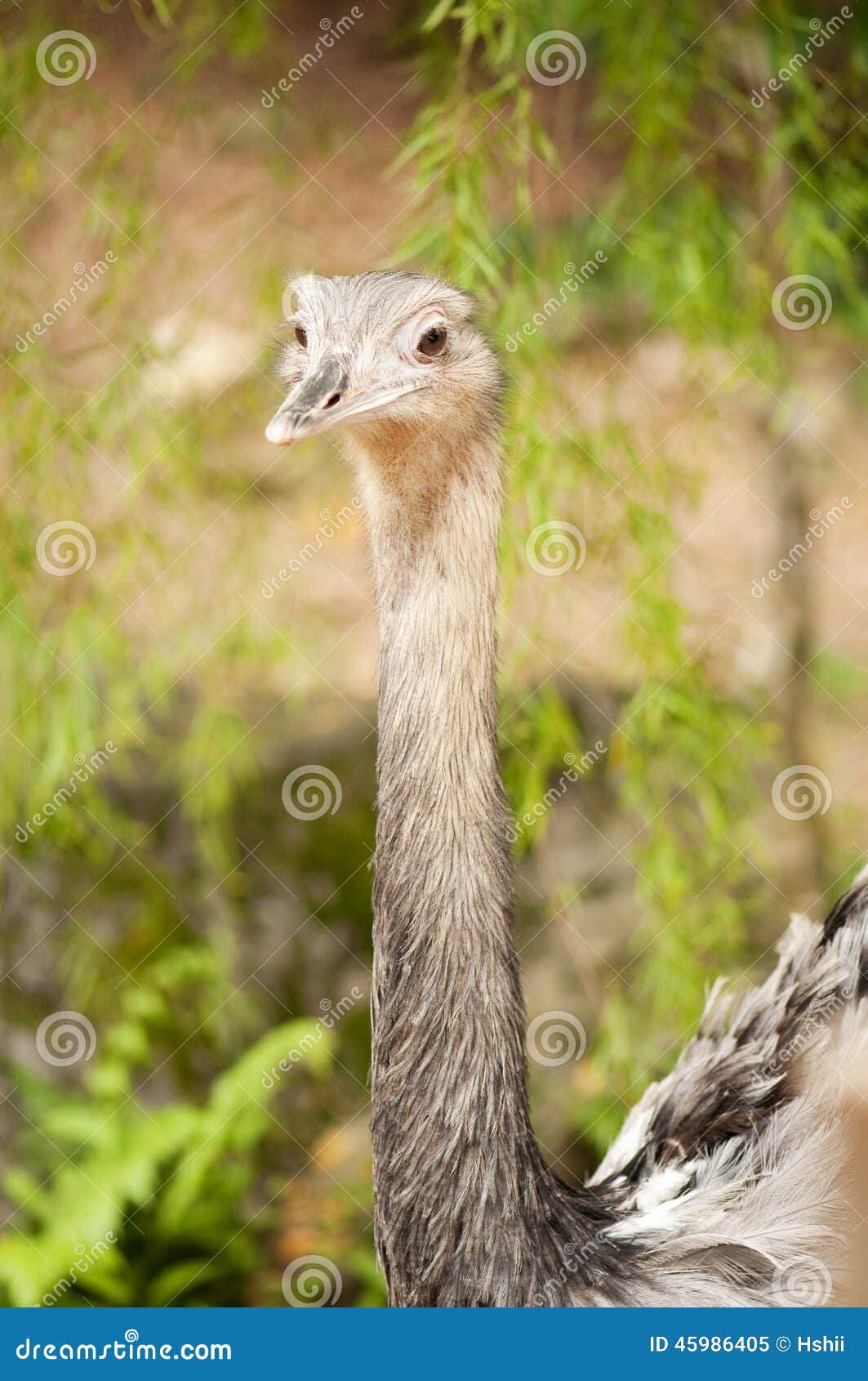 Rhea stock image. Image of feather, look, portrait, natural - 45986405