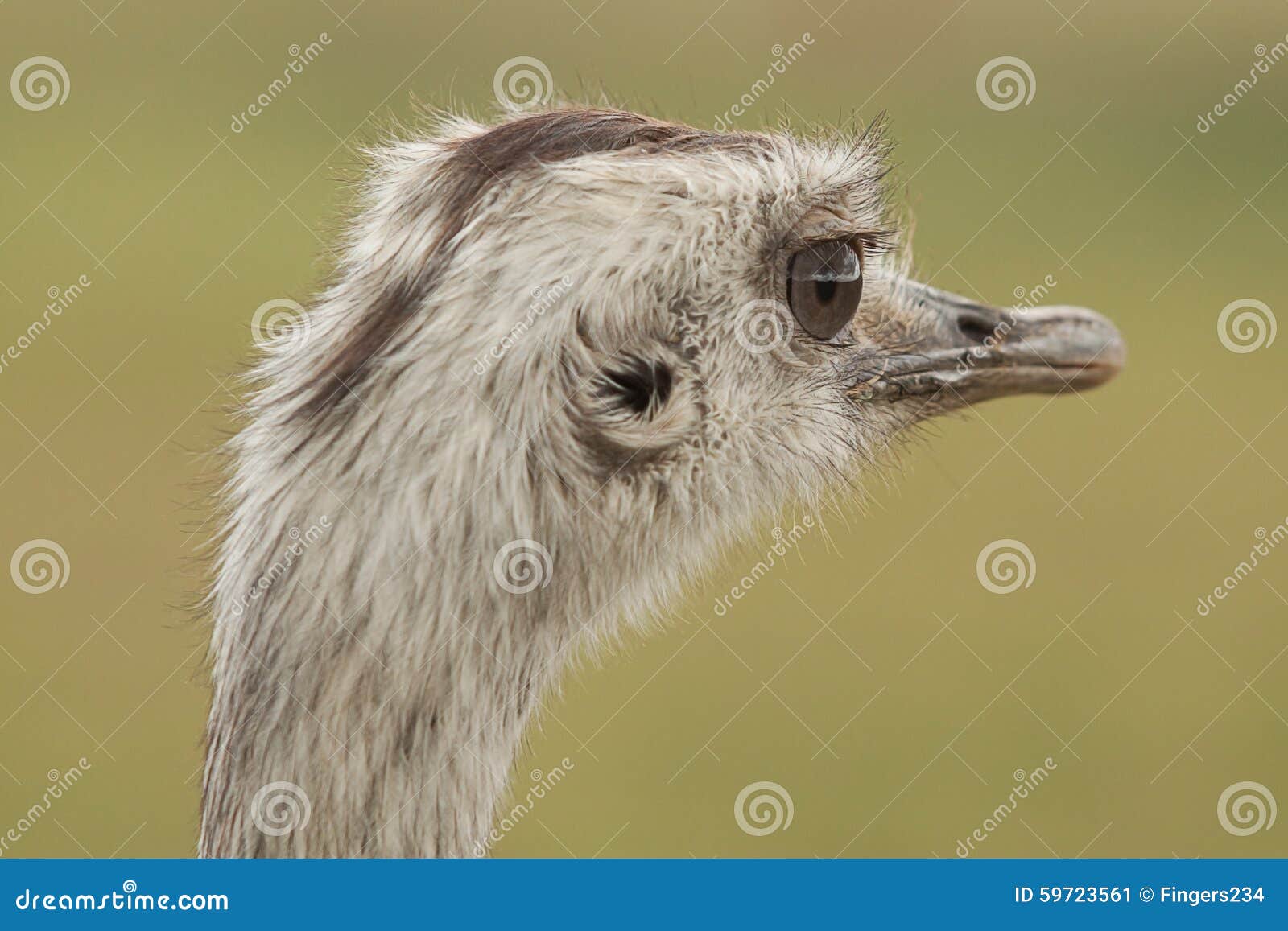 Rhea portrait stock image. Image of feathers, long, beautiful - 59723561