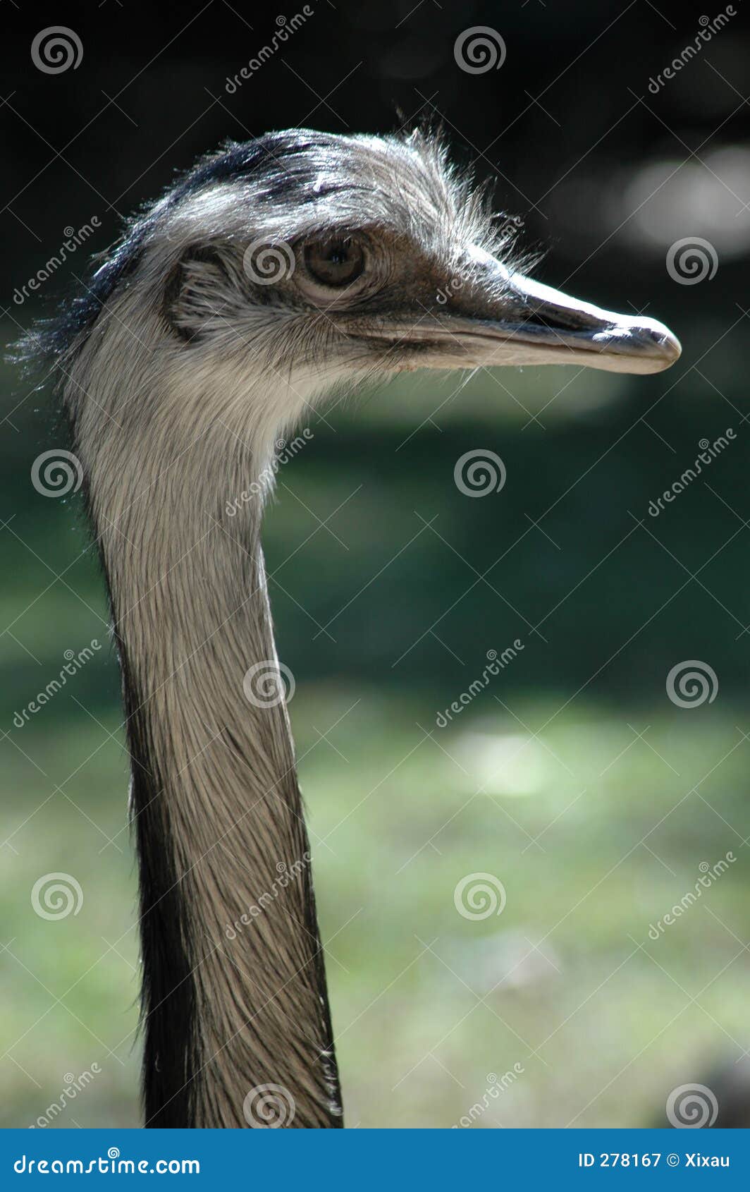 Rhea s Head stock image. Image of naturaleza, pajaros, head - 278167