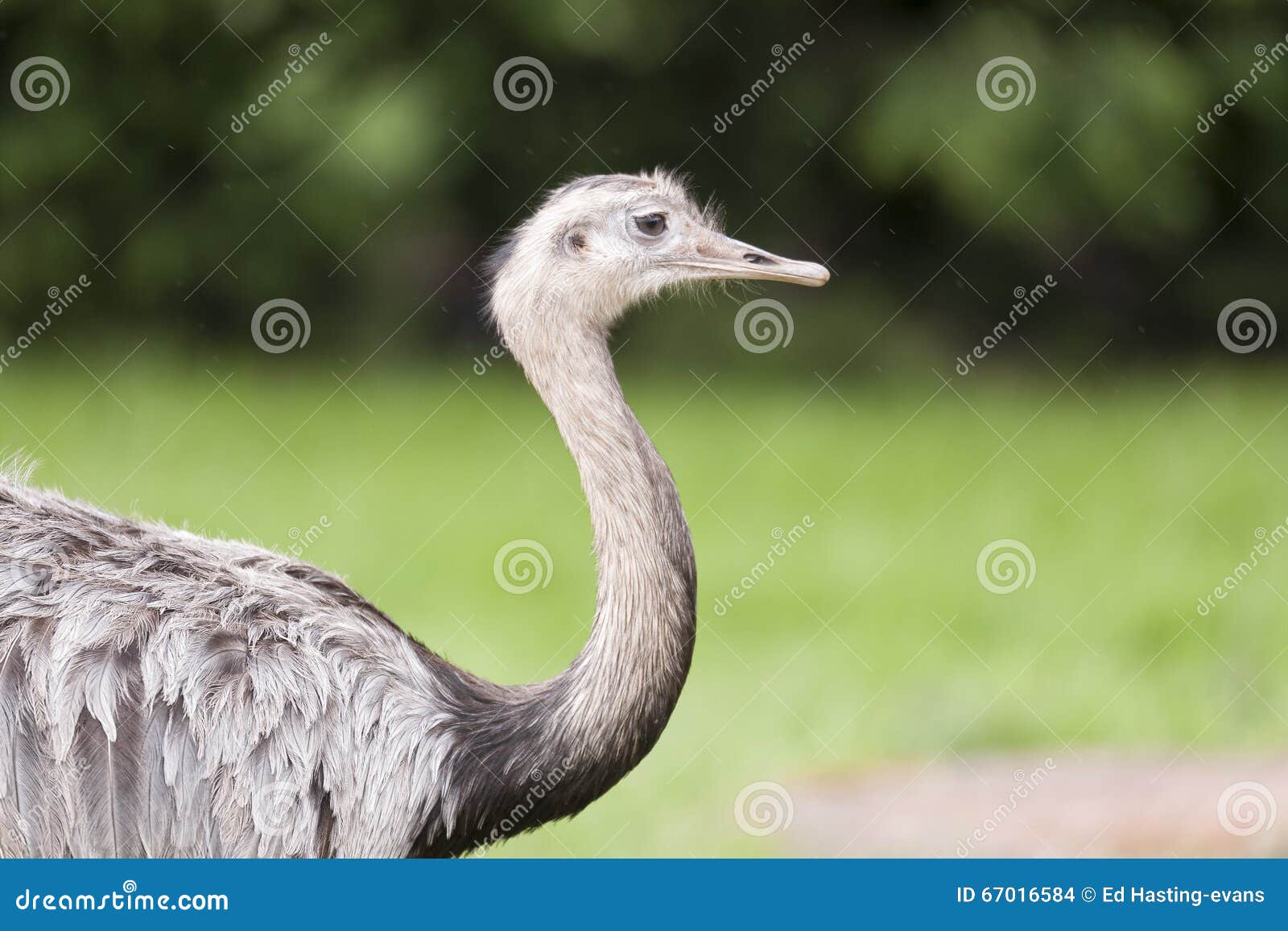 Rhea stock photo. Image of environment, color, habitat - 67016584