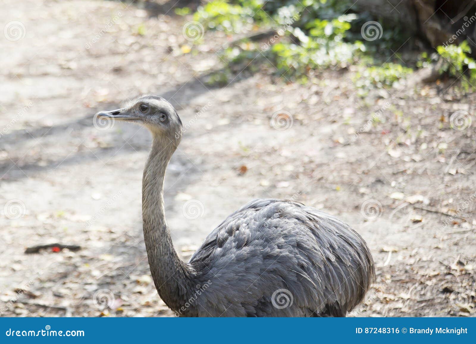 Rhea stock photo. Image of lawn, feather, common, beak - 87248316