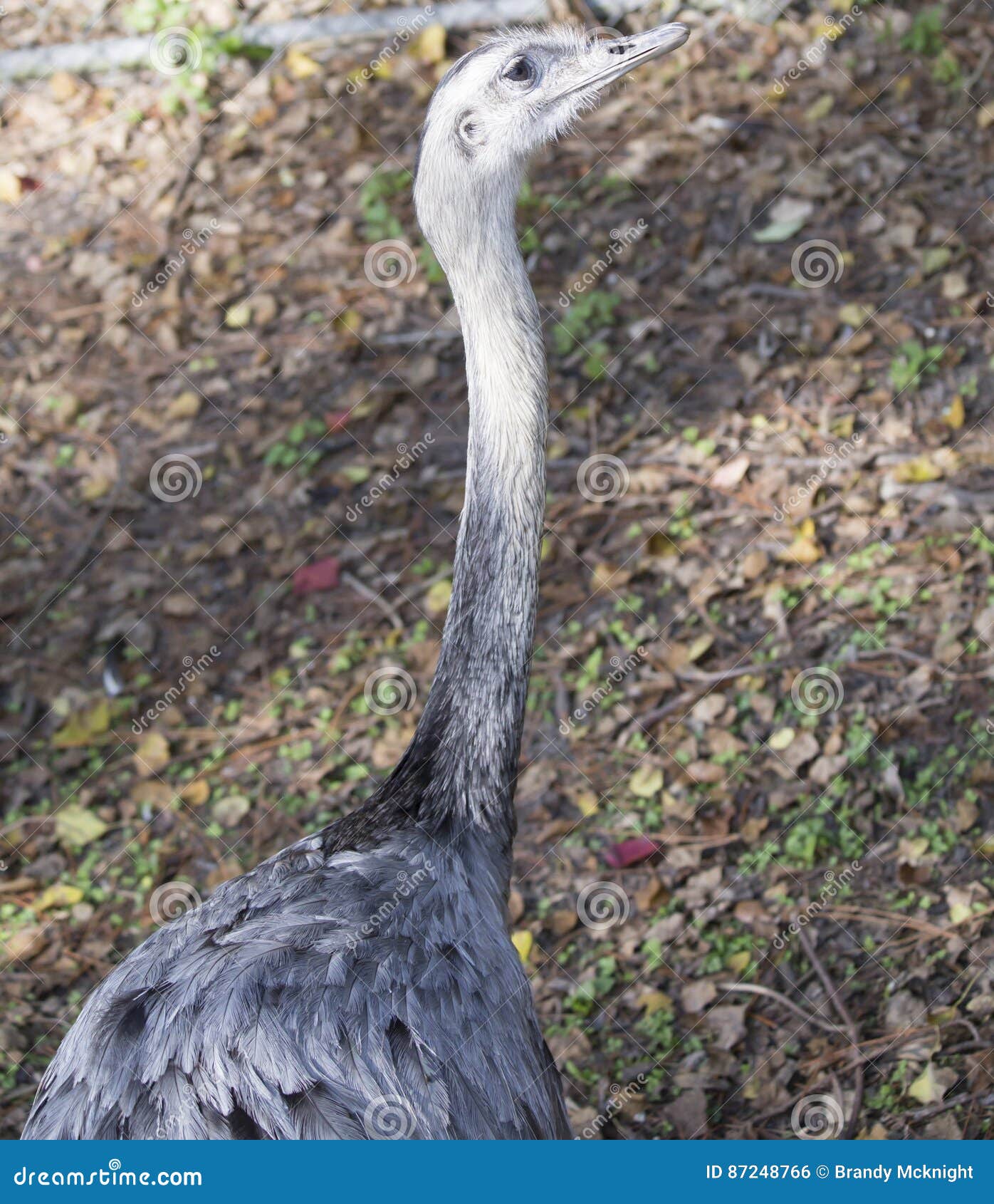 Rhea stock photo. Image of large, environment, beak, america - 87248766