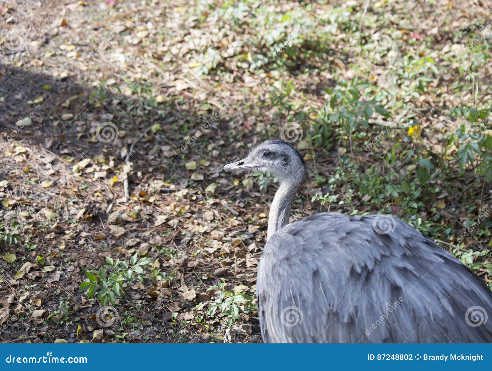 Rhea stock photo. Image of life, bird, biodiversity, animal - 87248802