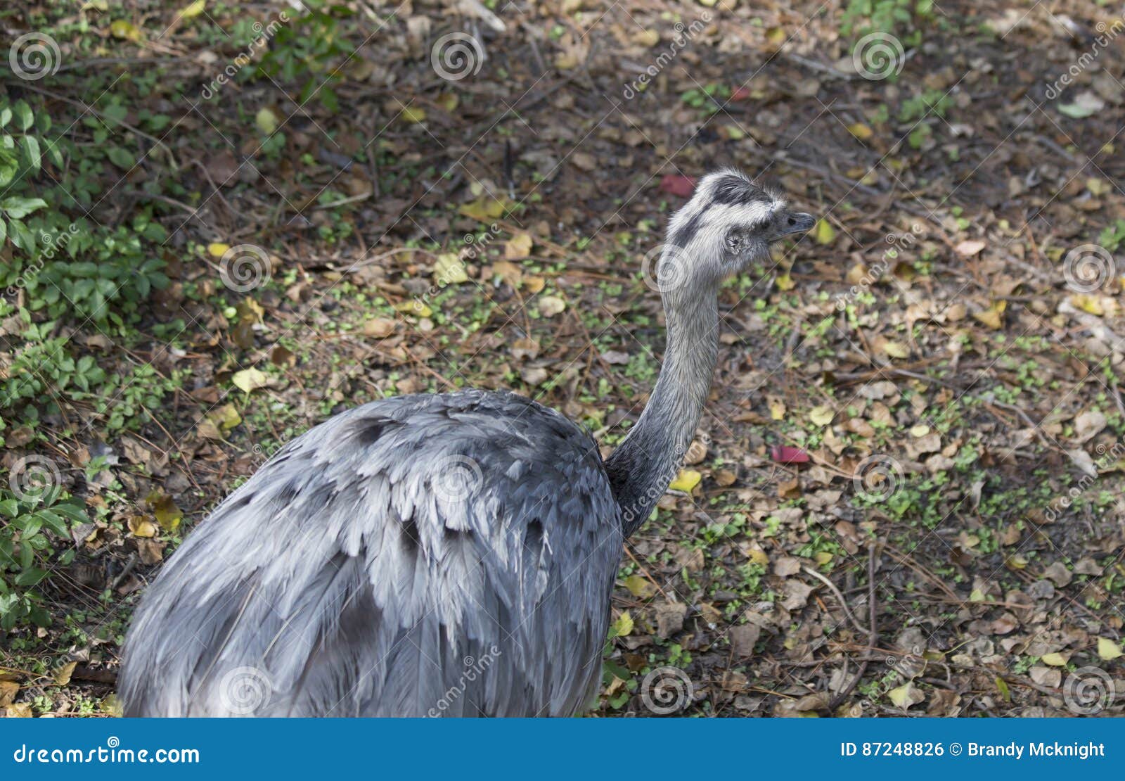 Rhea stock photo. Image of bill, natural, nature, beak - 87248826