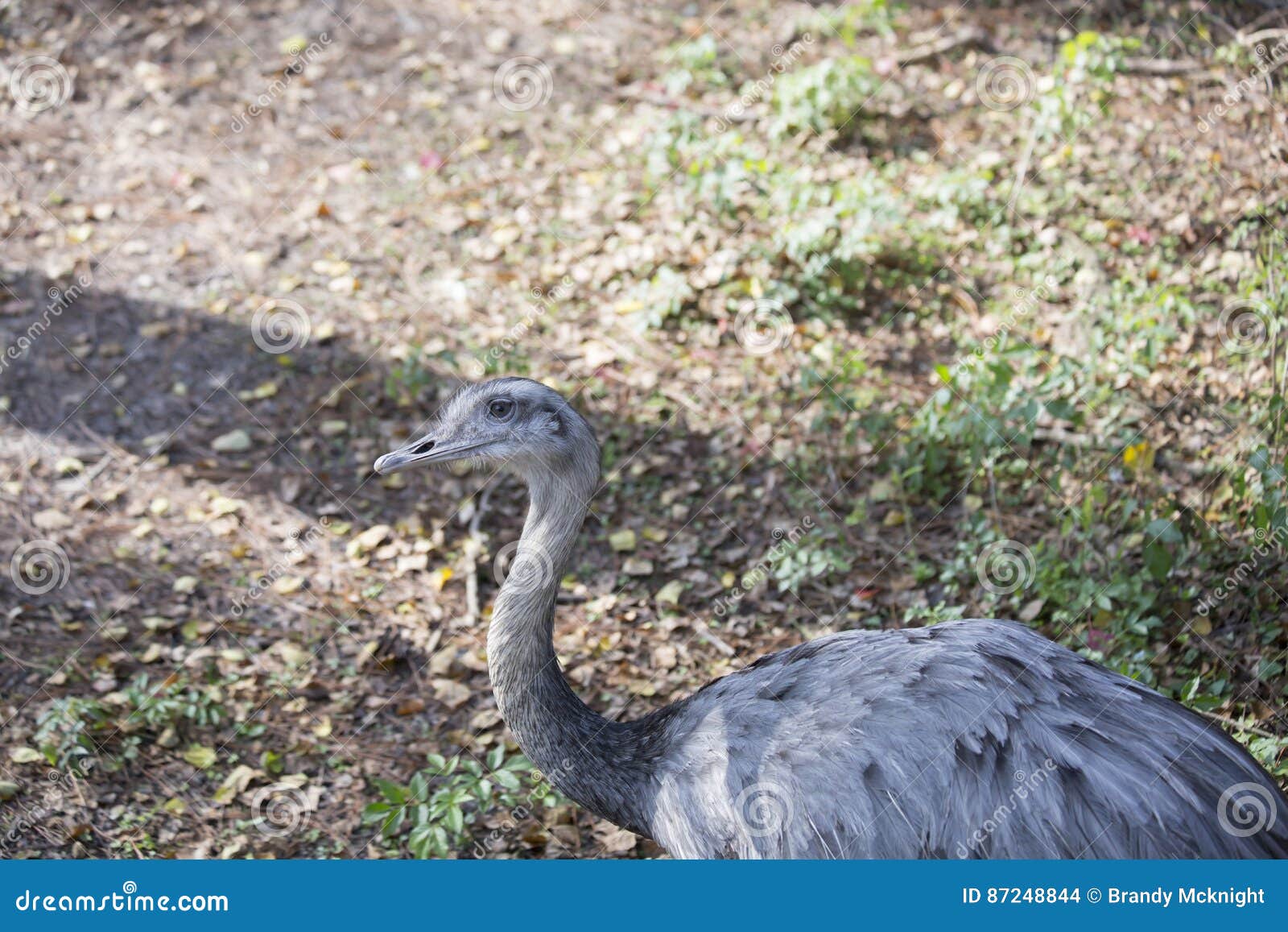 Rhea stock photo. Image of bird, nature, neck, life, outside - 87248844