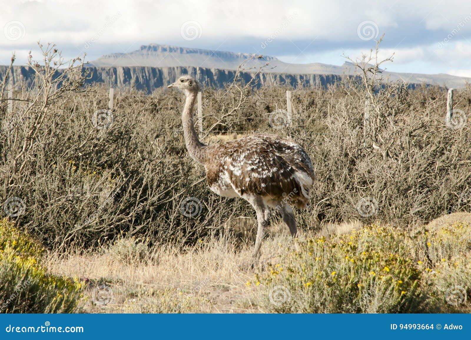 Rhea - Torres Del Paine - Chile Stock Photo - Image of chile, peak ...