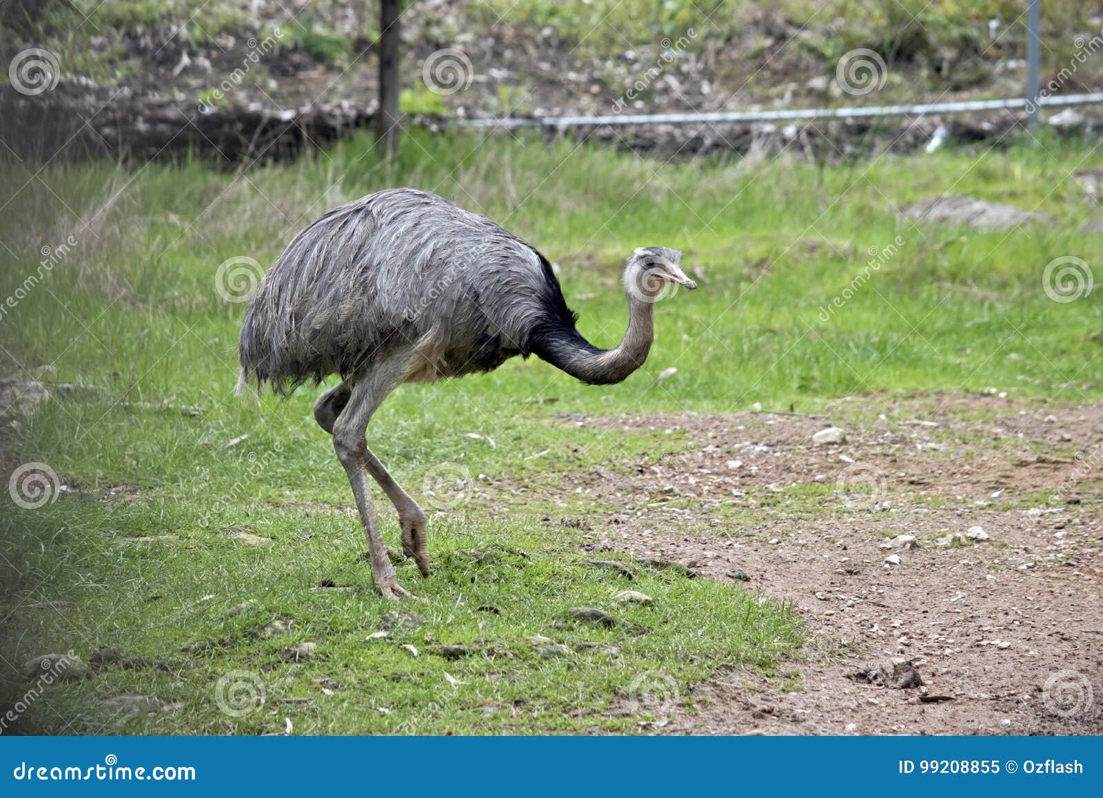 Rhea stock image. Image of toes, flightless, long, south - 99208855