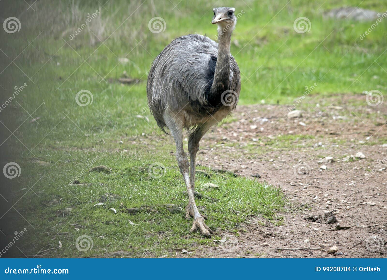 Rhea stock photo. Image of legs, long, feathers, toes - 99208784