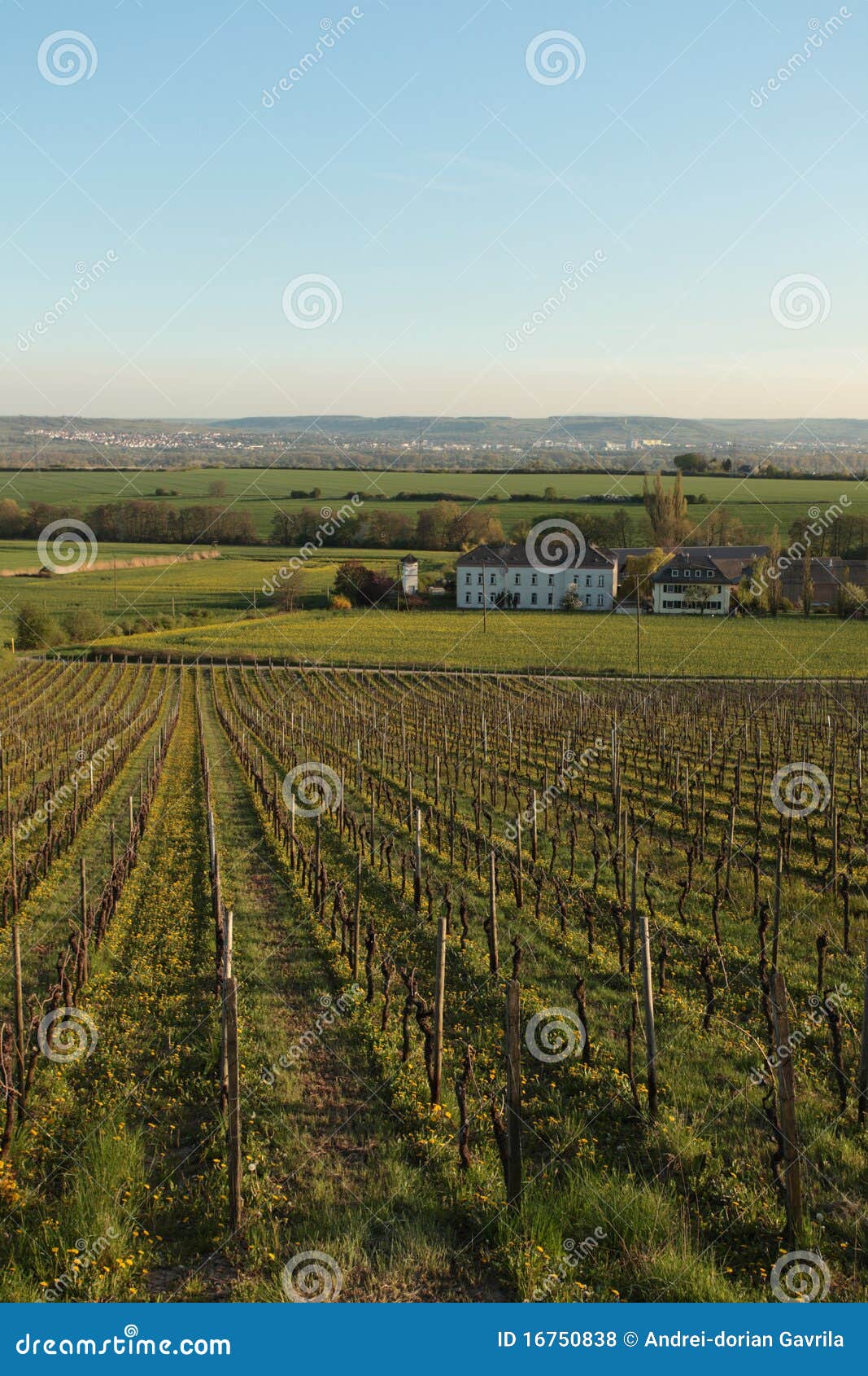 Rheingau Vineyard stock photo. Image of tourism, culture - 16750838