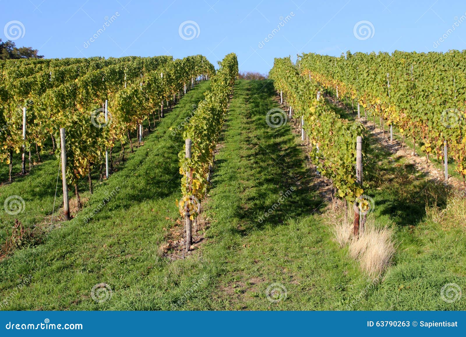 Rheingau vineyards stock image. Image of autumn, river - 63790263