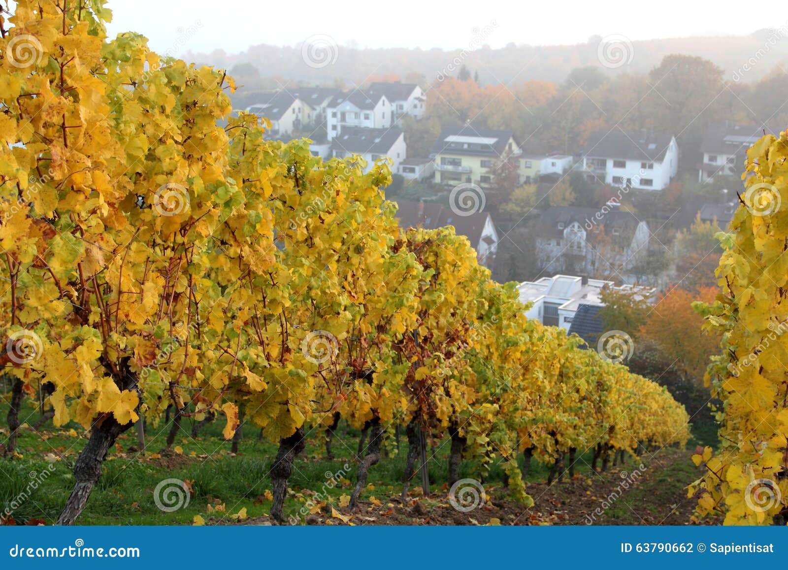 Rheingau vineyards stock photo. Image of color, germany - 63790662