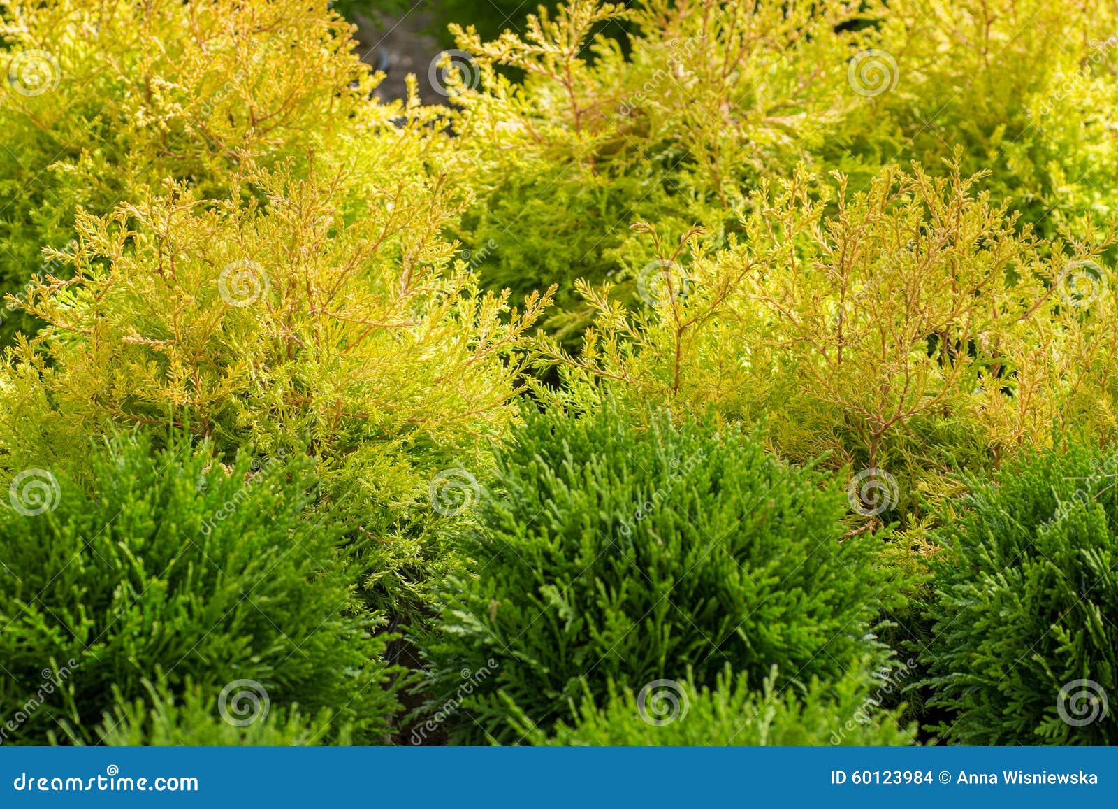 Rheingold cypress stock photo. Image of beautiful, background - 60123984