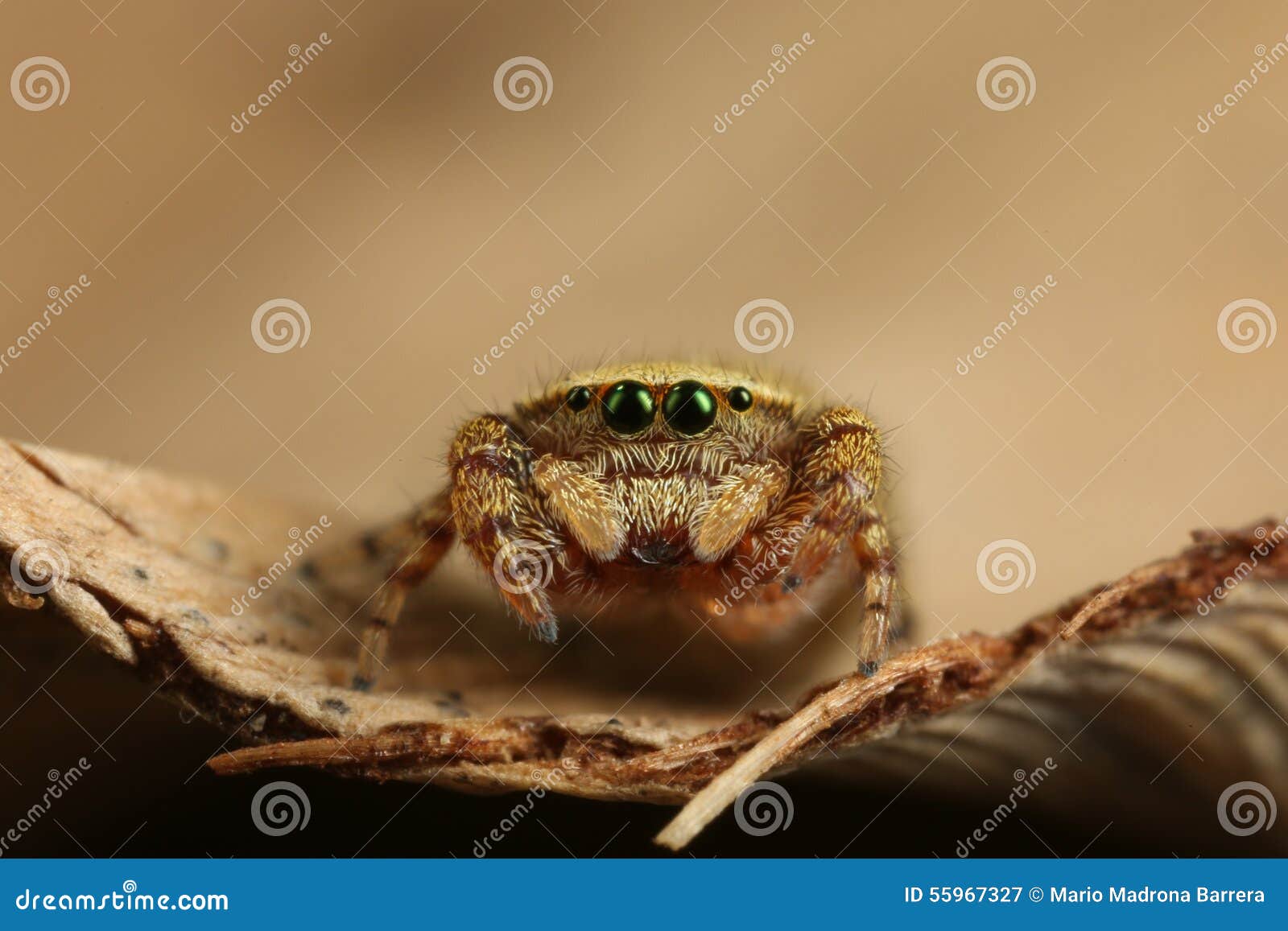 Rhene Flavigera Jumping Spider Stock Image - Image of macrophotography ...