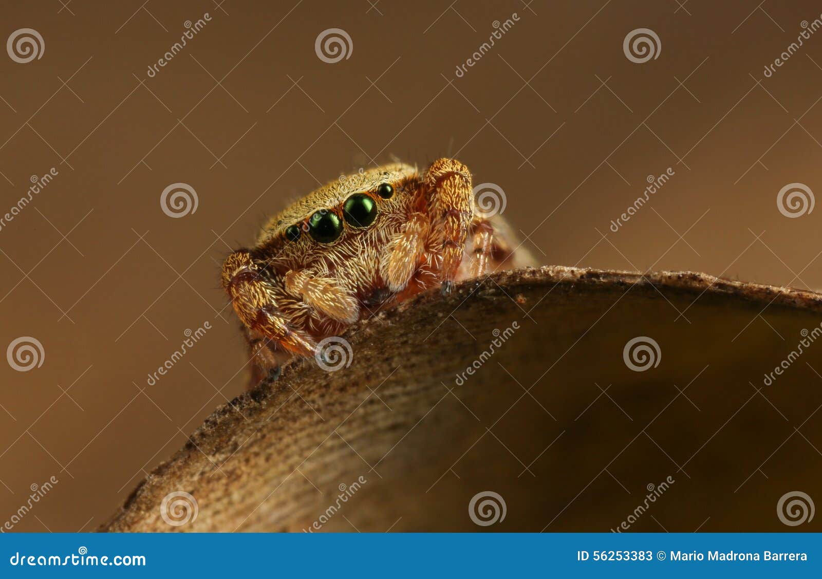 Rhene Flavigera Jumping Spider Stock Image - Image of spider, quality ...