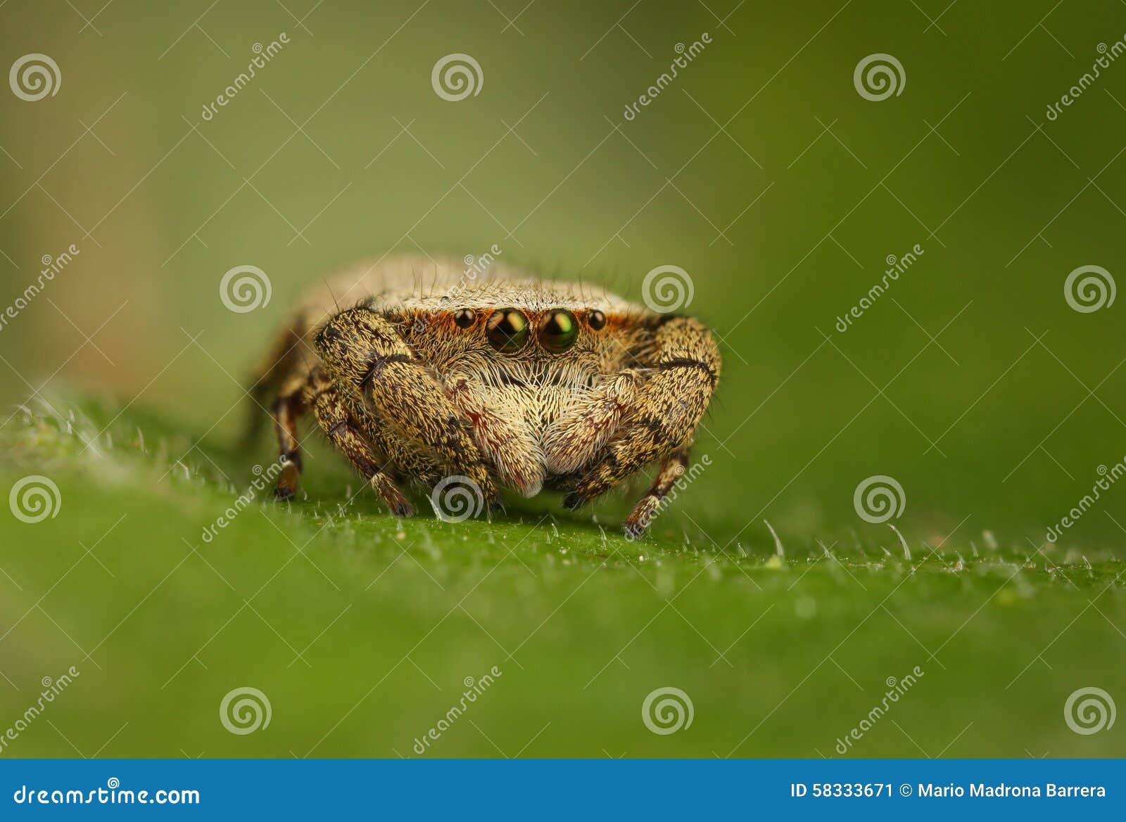 Rhene Jumping Spider stock image. Image of tiny, salticidae - 58333671
