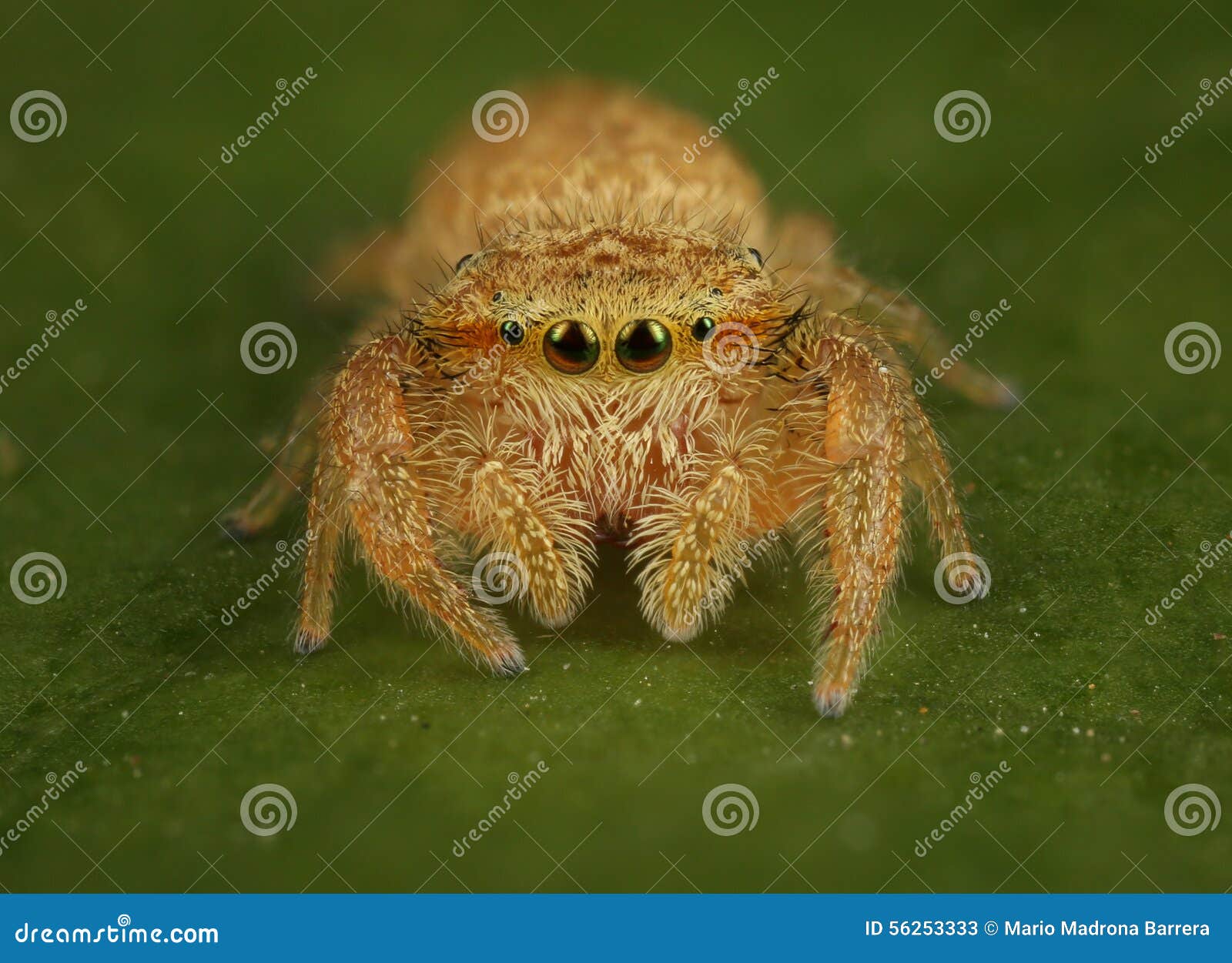 Rhene Jumping Spider stock image. Image of eyes, white - 56253333