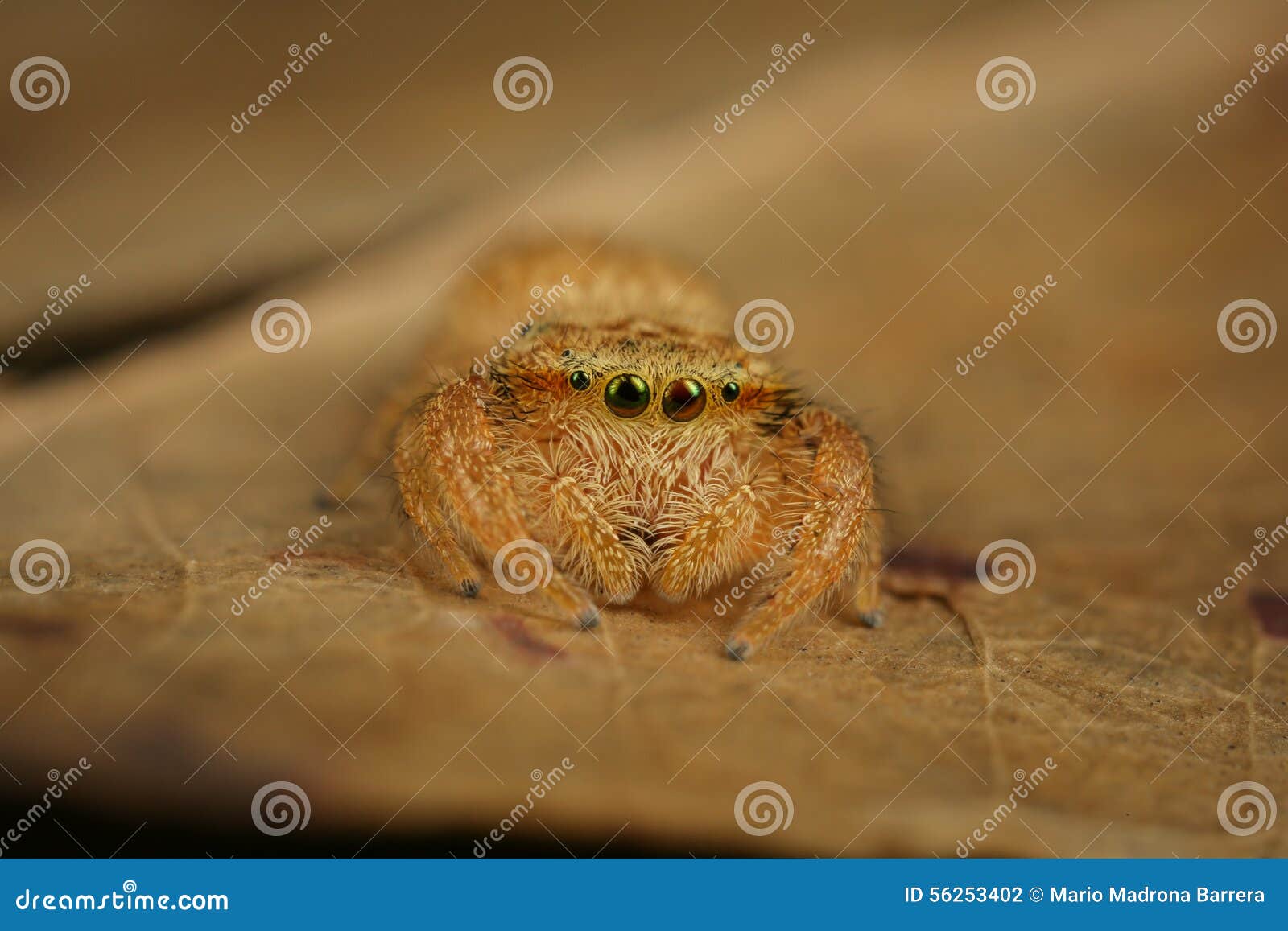 Rhene Jumping Spider stock photo. Image of jumper, high - 56253402