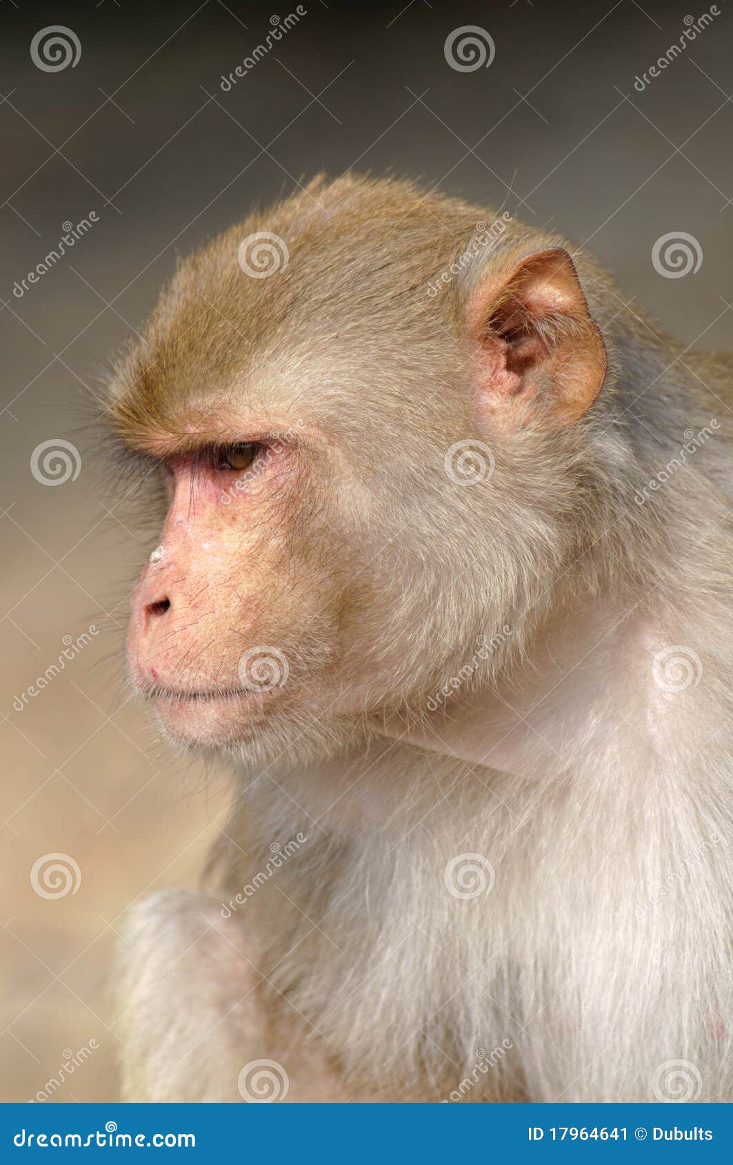 Rhesus macaque stock image. Image of primate, single - 17964641