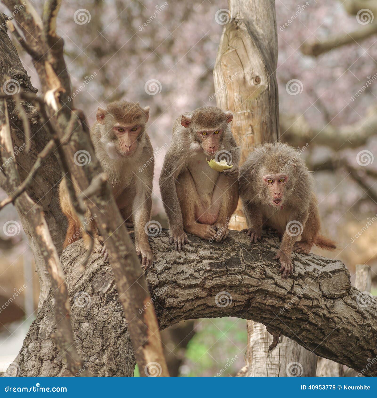 Rhesus Macaque in Close-up during Natural Behavior Stock Photo - Image ...