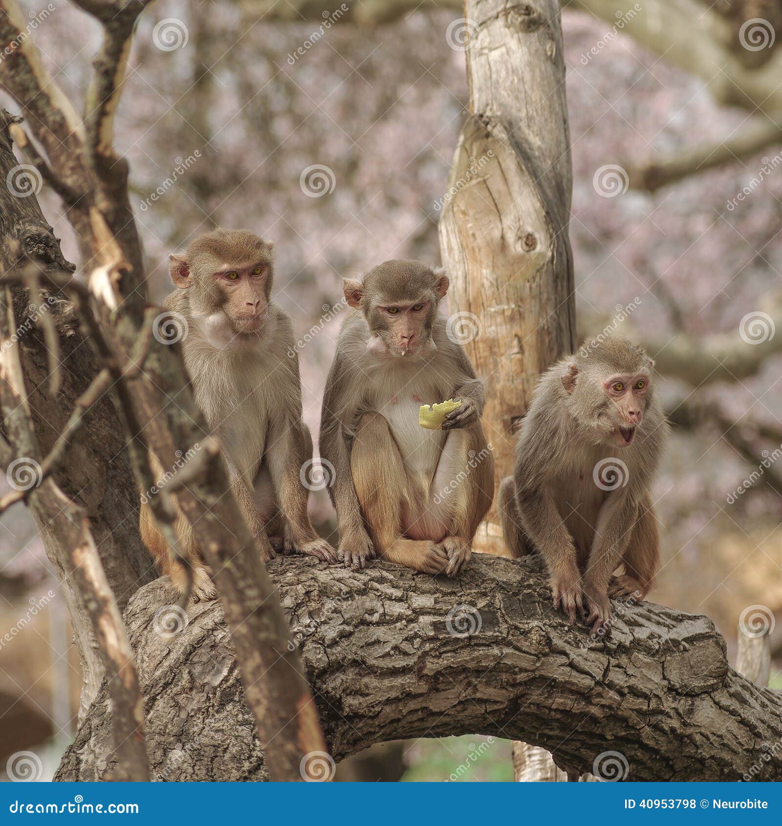 Rhesus Macaque in Close-up during Natural Behavior Stock Photo - Image ...