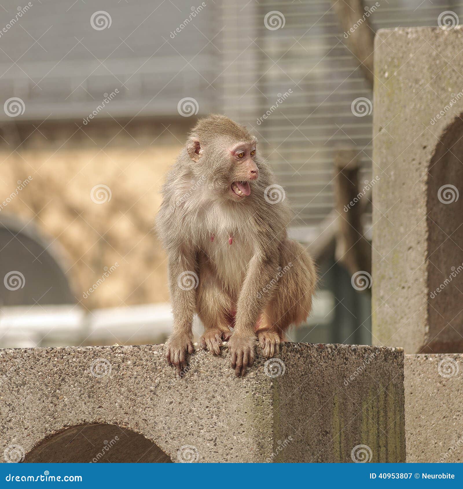 Rhesus Macaque in Close-up during Natural Behavior Stock Image - Image ...