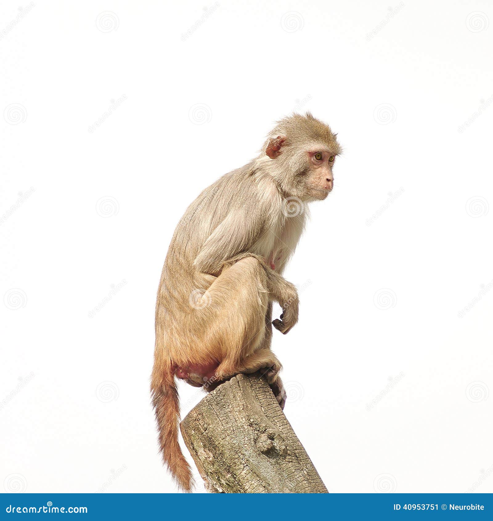 Rhesus Macaque in Close-up during Natural Behavior, Isolated Stock ...