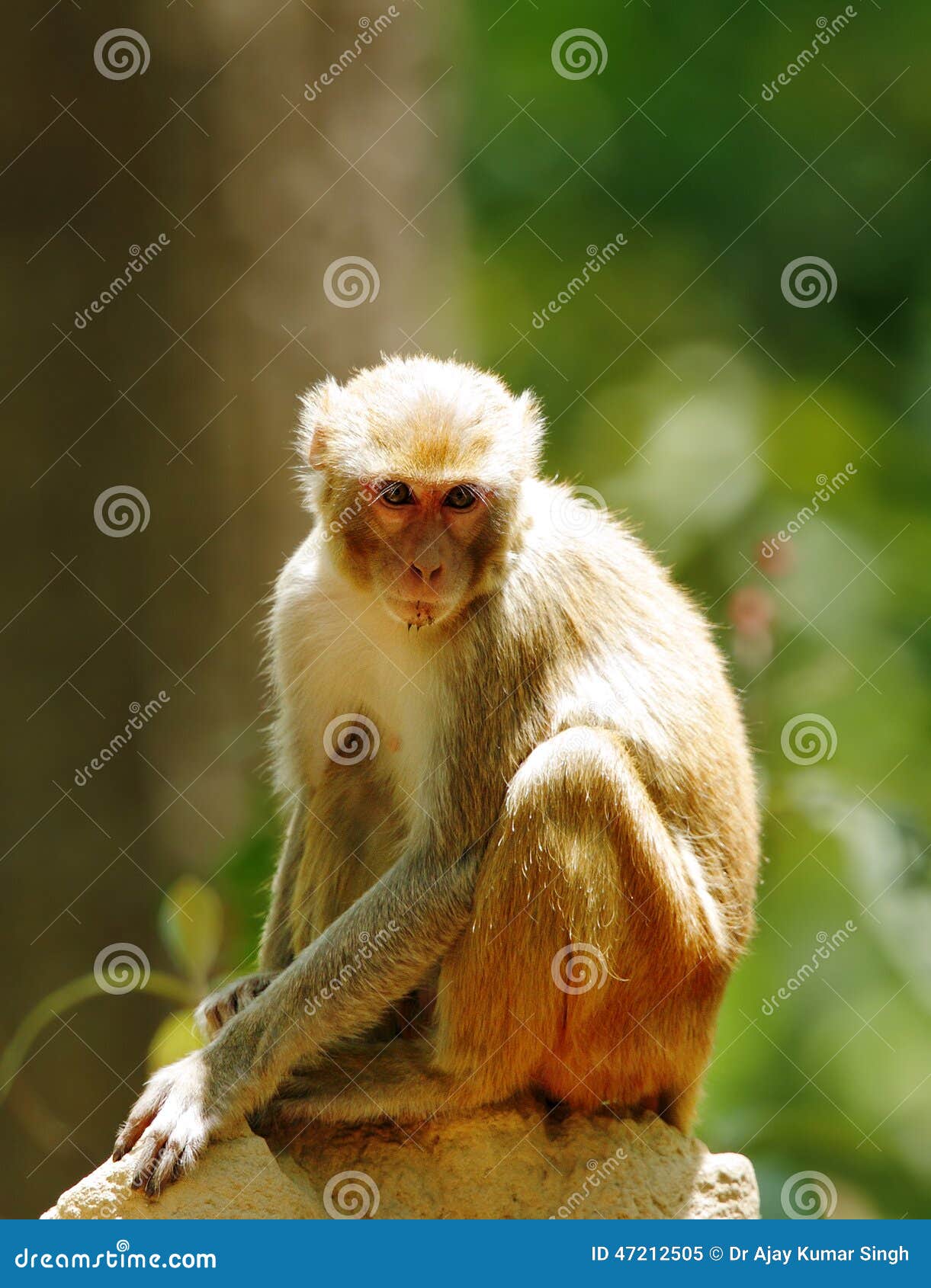 The Rhesus Macaque stock image. Image of landscape, national - 47212505