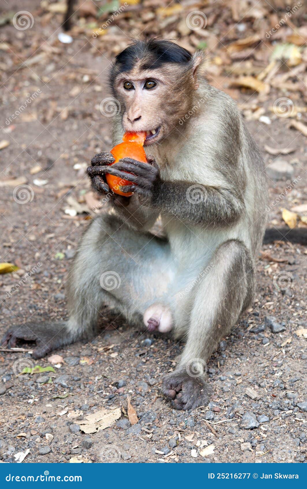 Rhesus Macaque - Macaca Mulatta Stock Image - Image of wild, travel ...