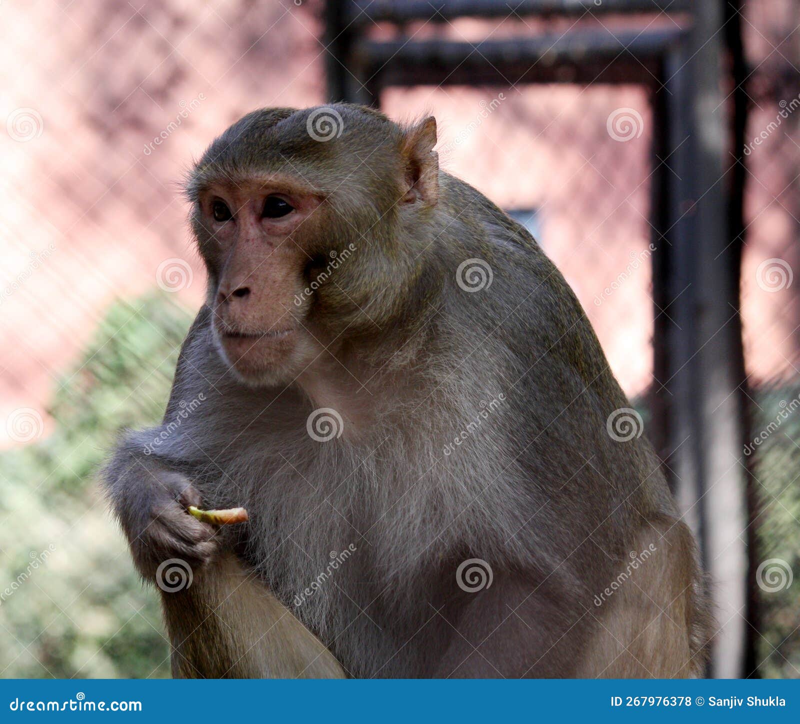 Portrait of an Adult Rhesus Macaque (Macaca Mulatta) : (pix Sanjiv ...