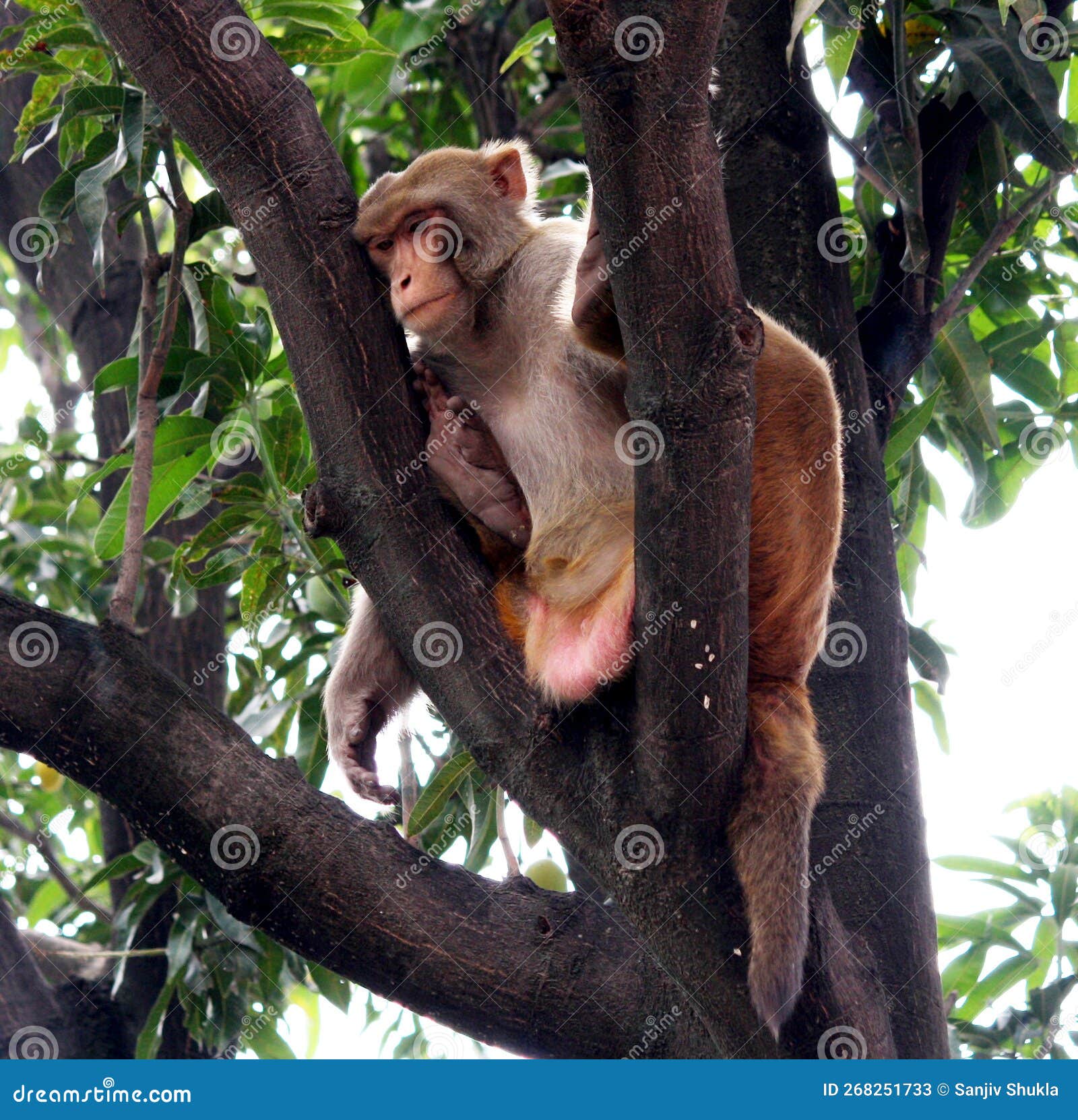 Male Rhesus Macaque (Macaca Mulatta) Resting on a Mango Tree : (pix ...