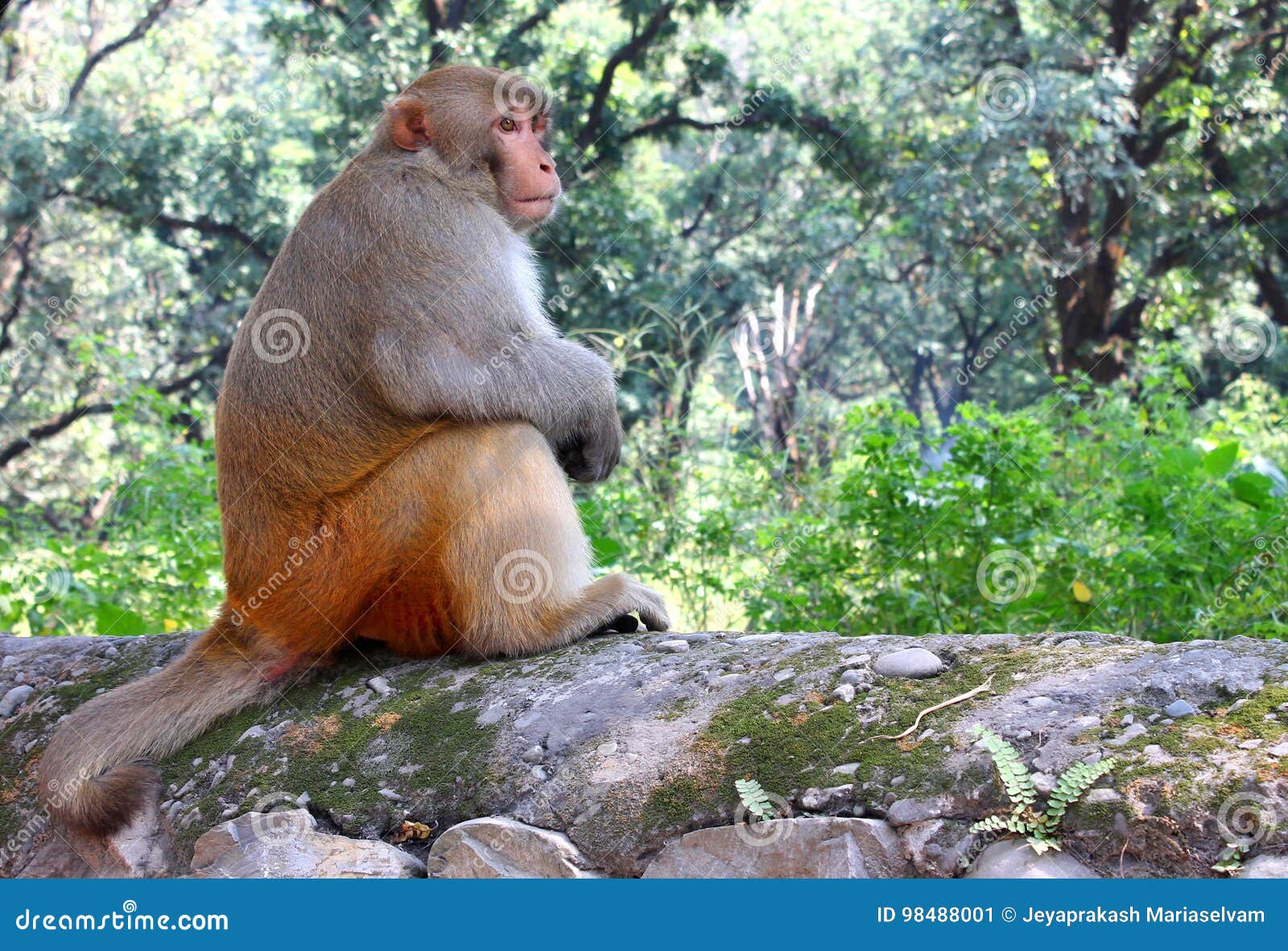 Rhesus Macaque or Macaca Mulatta Stock Image - Image of serene, monkey ...