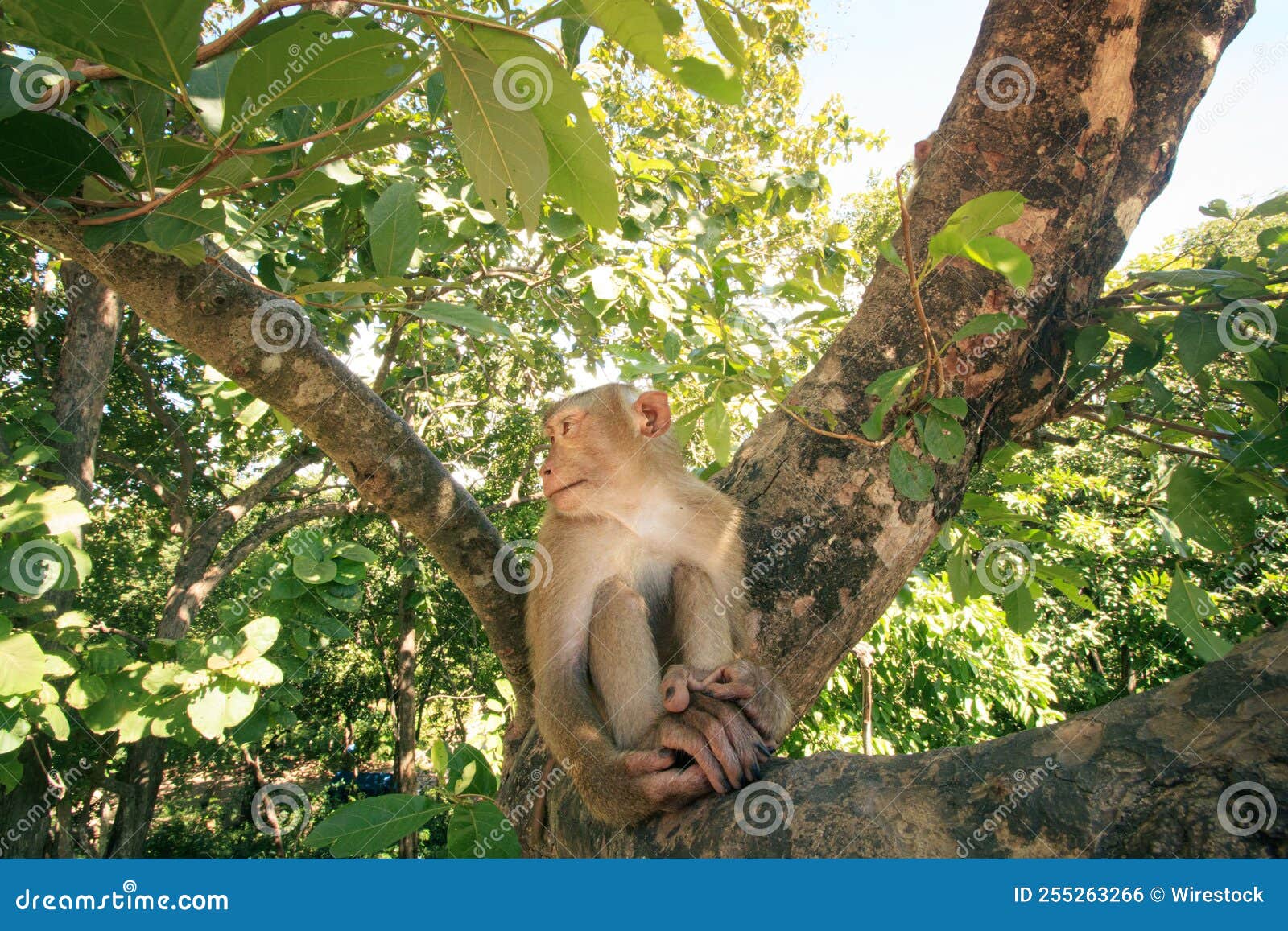 Rhesus Macaque or Macaca Mulatta Monkey Stock Photo - Image of wild ...
