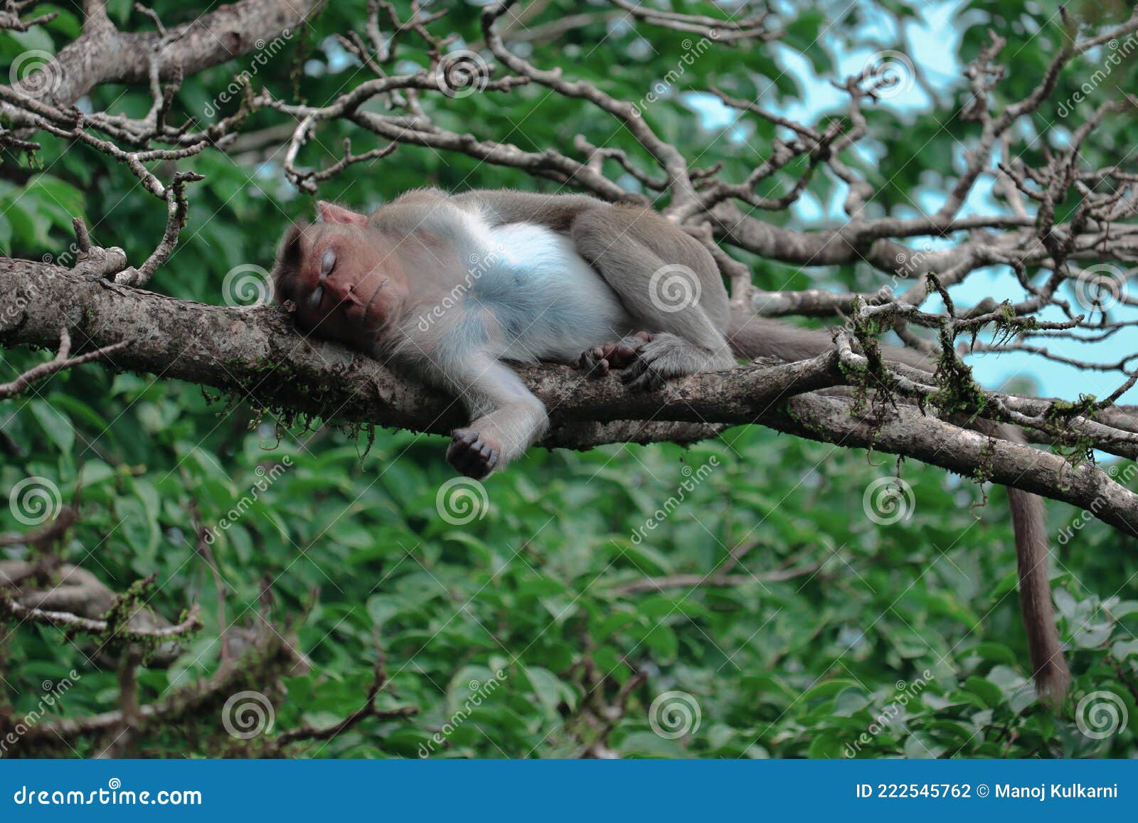 A Rhesus Macaque Male Monkey Resting Stock Photo - Image of woodland ...