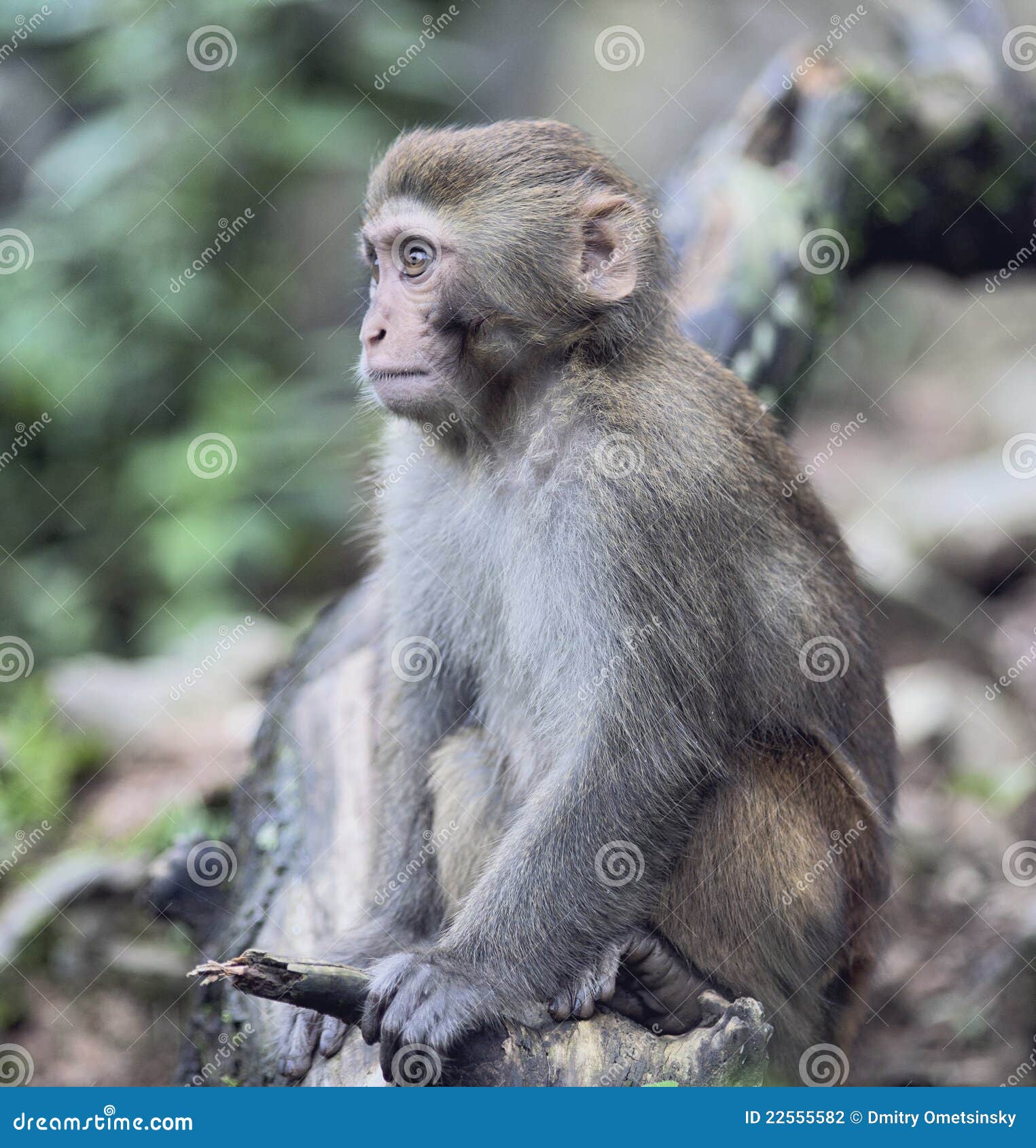 Rhesus Macaque meditating stock photo. Image of calm - 22555582