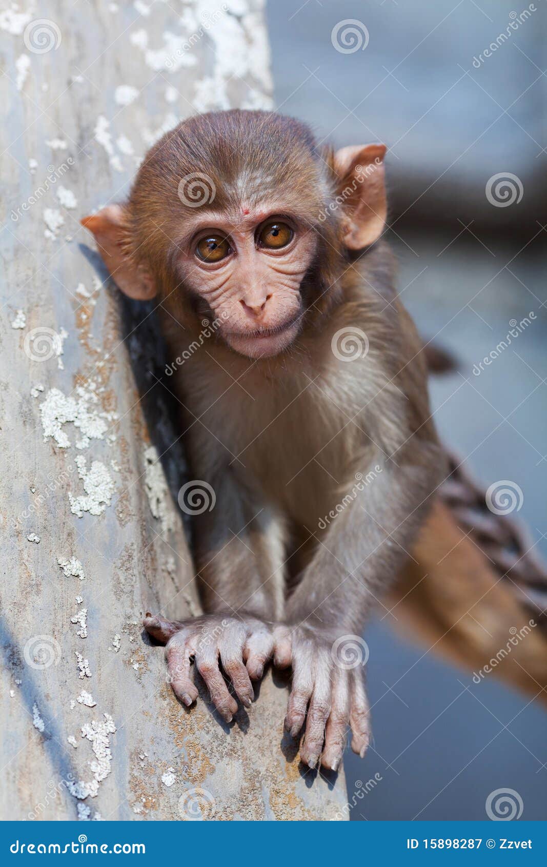 Rhesus macaque monkey stock image. Image of behavior - 15898287