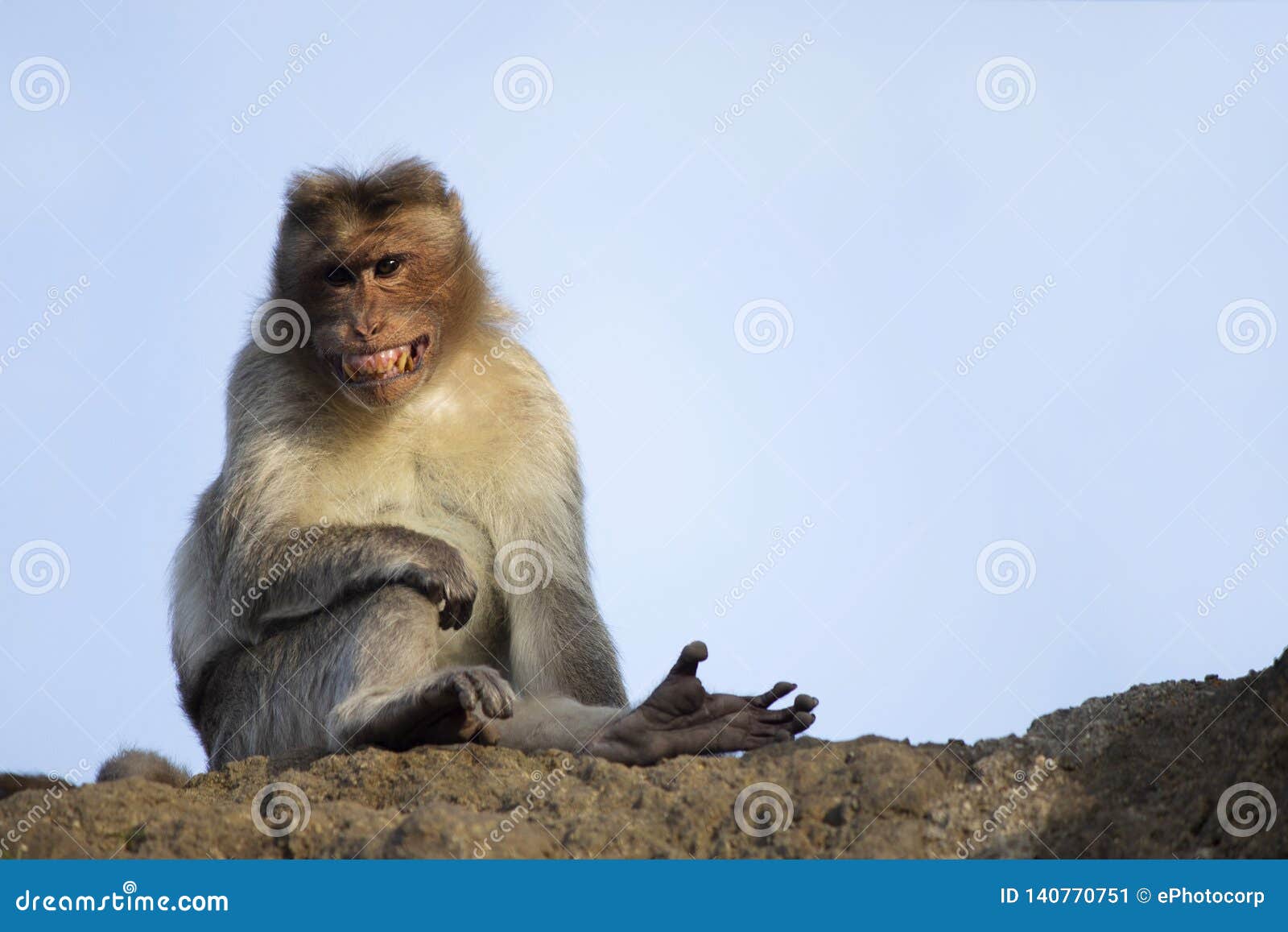 Rhesus Macaque or Monkey Barring His Teeth, Maharashtra, India Stock ...