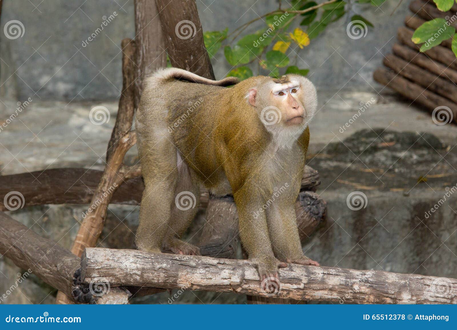 Rhesus Macaque monkey stock photo. Image of macaca, grimace - 65512378