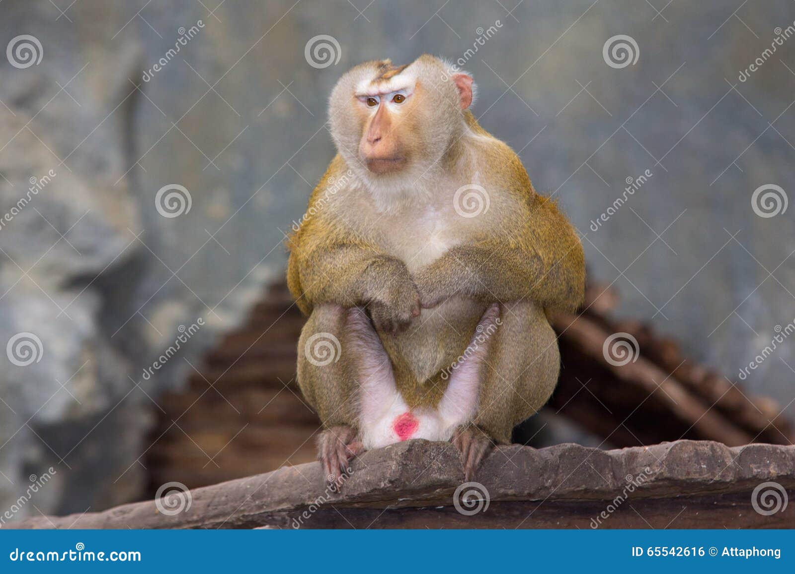 Rhesus Macaque monkey stock photo. Image of cute, monkey - 65542616