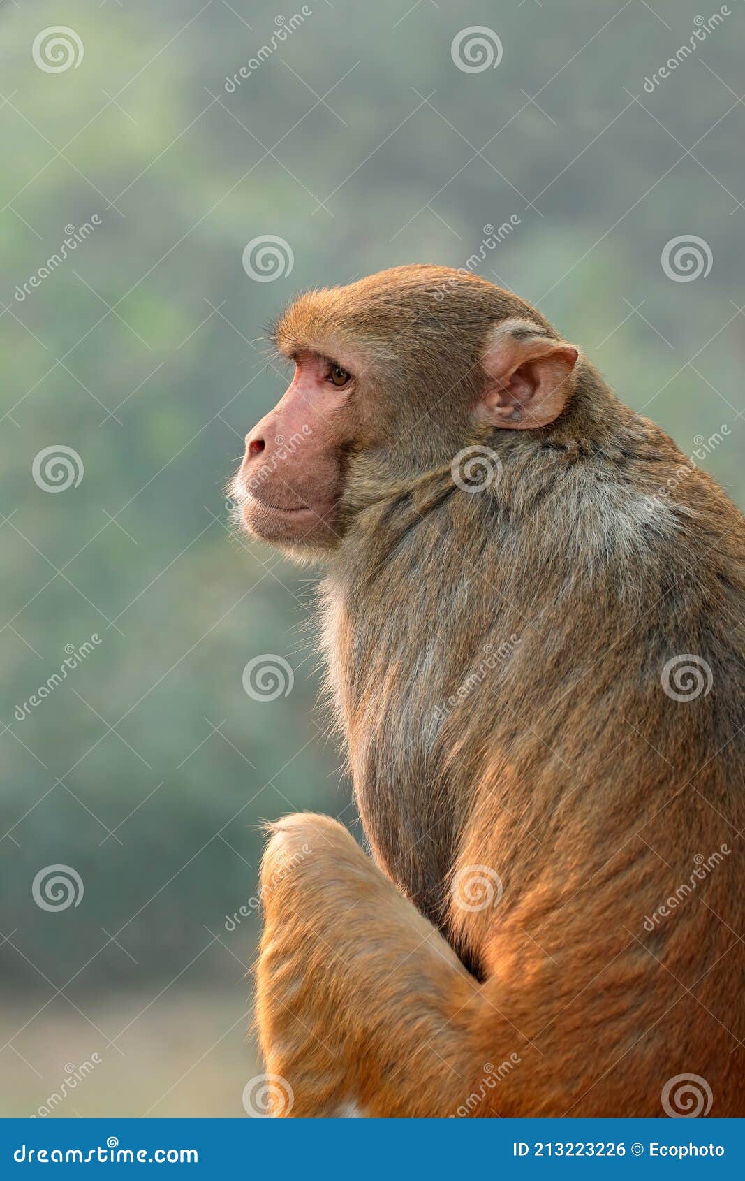 Monkey From India, Fur Coat Cleaning. Lion-tailed Macaque, Macaca ...