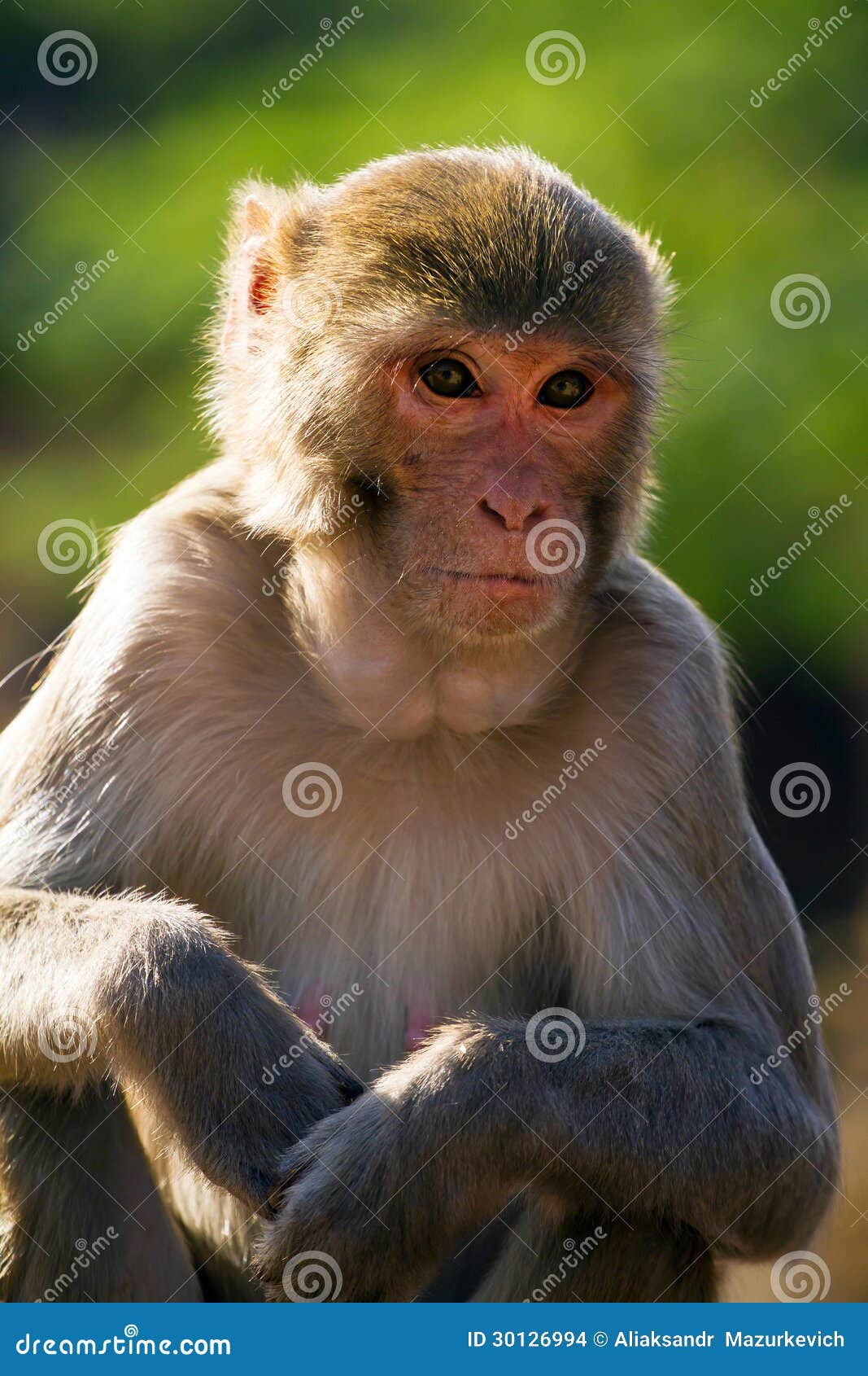 The rhesus macaque monkey stock photo. Image of gray - 30126994