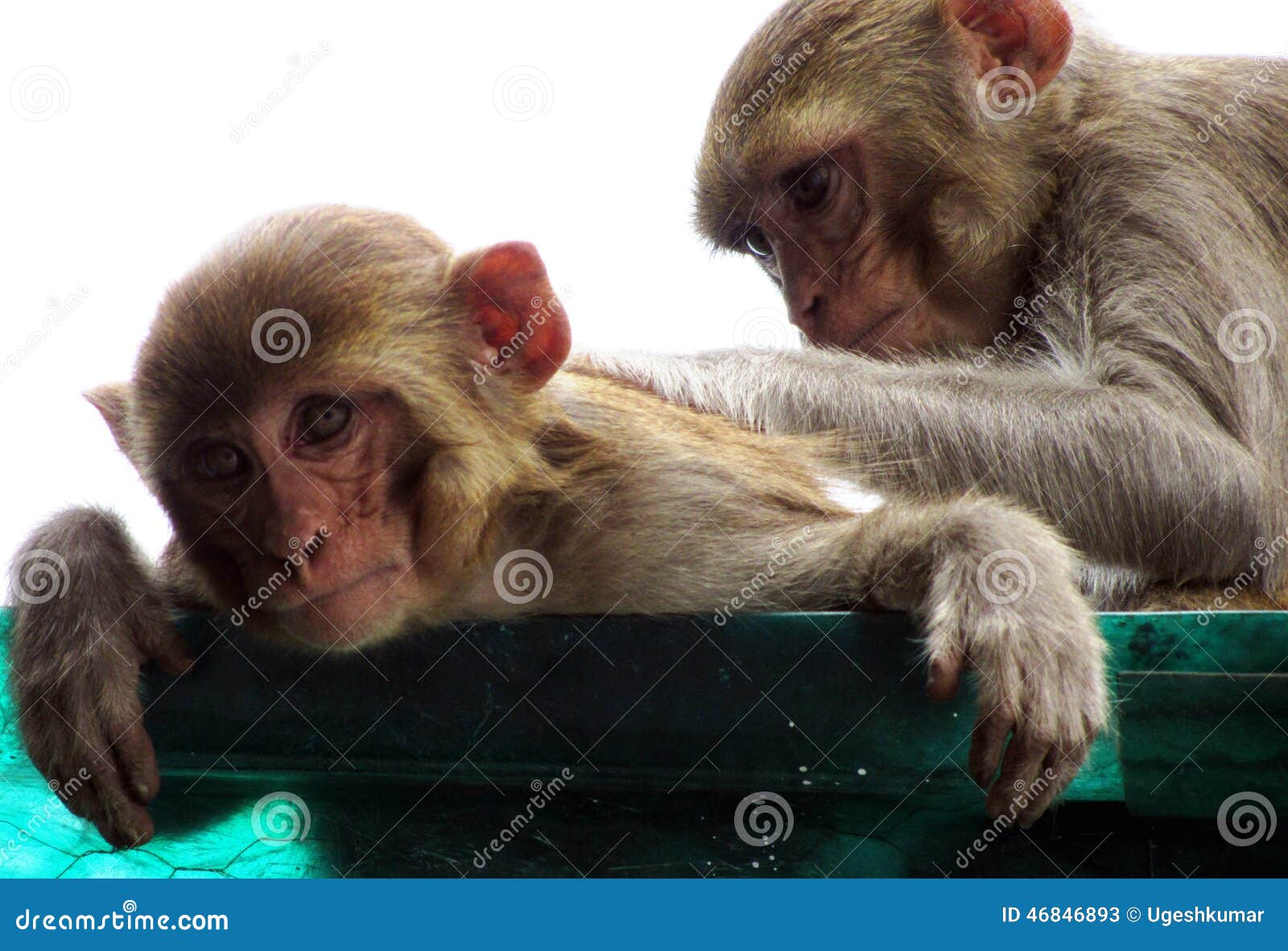 Rhesus Macaque Monkey Mother Nursing Her Young Stock Image - Image of ... Rhesus Macaque Monkey Mother Nursing Her Young Stock Image - Image of ...